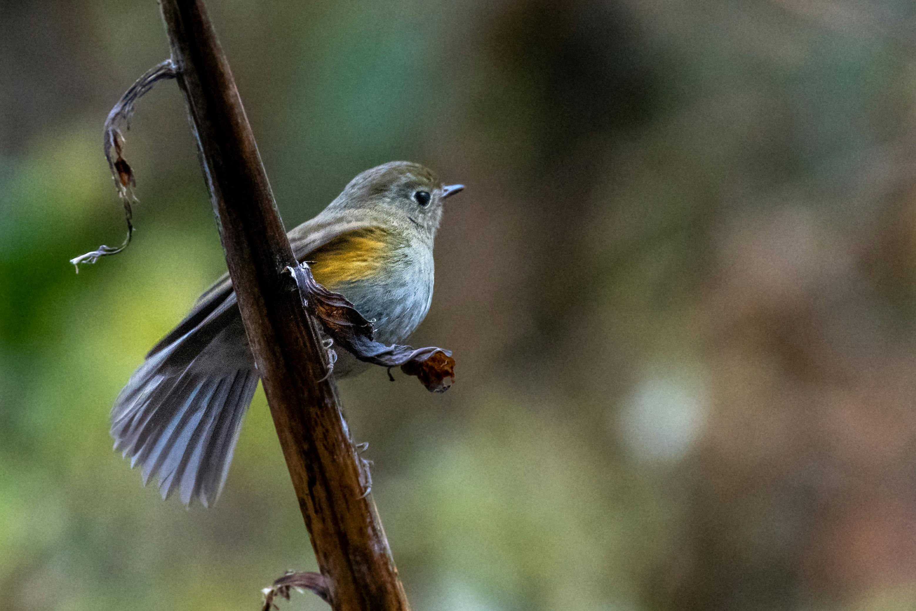 Subarna Upreti - 사진