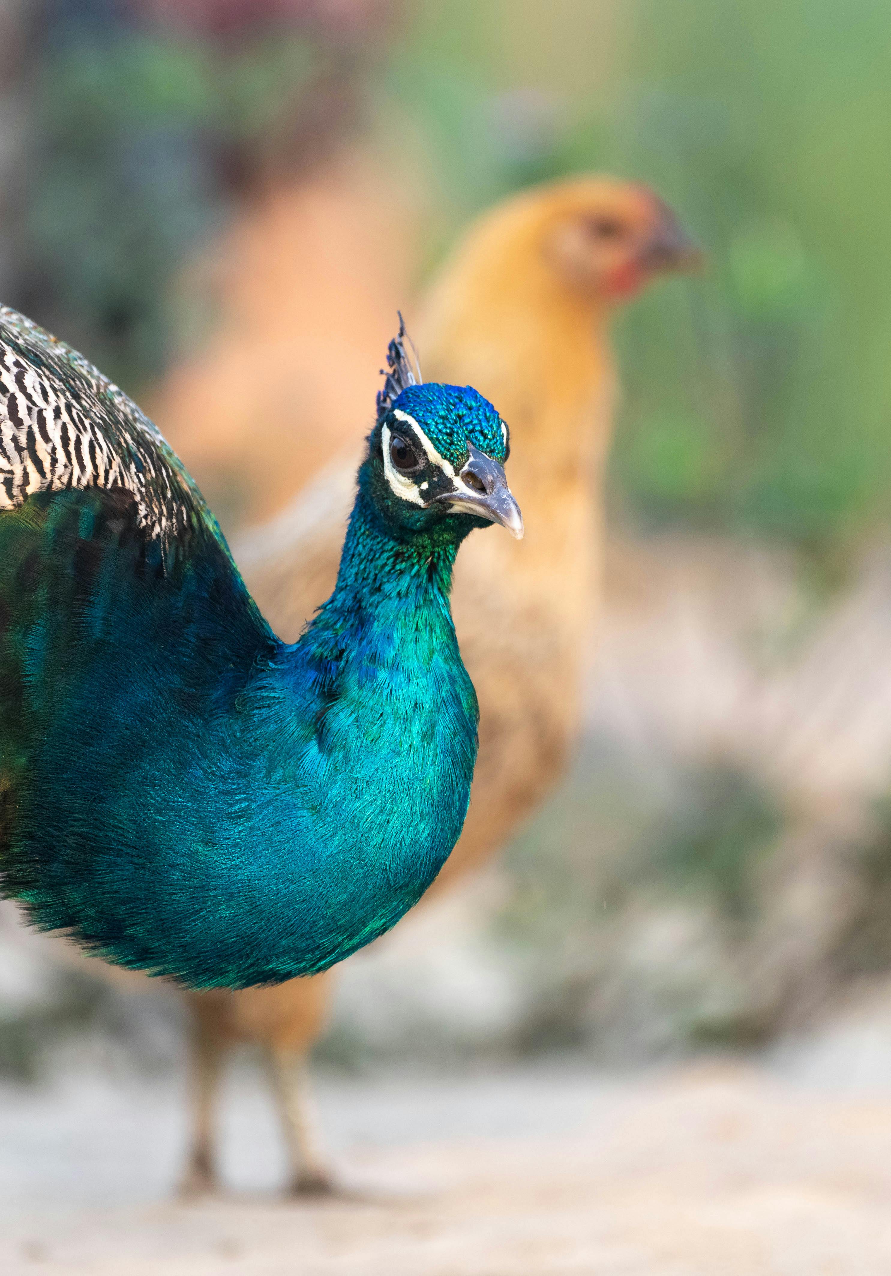 Subarna Upreti - Fotoğrafçılık