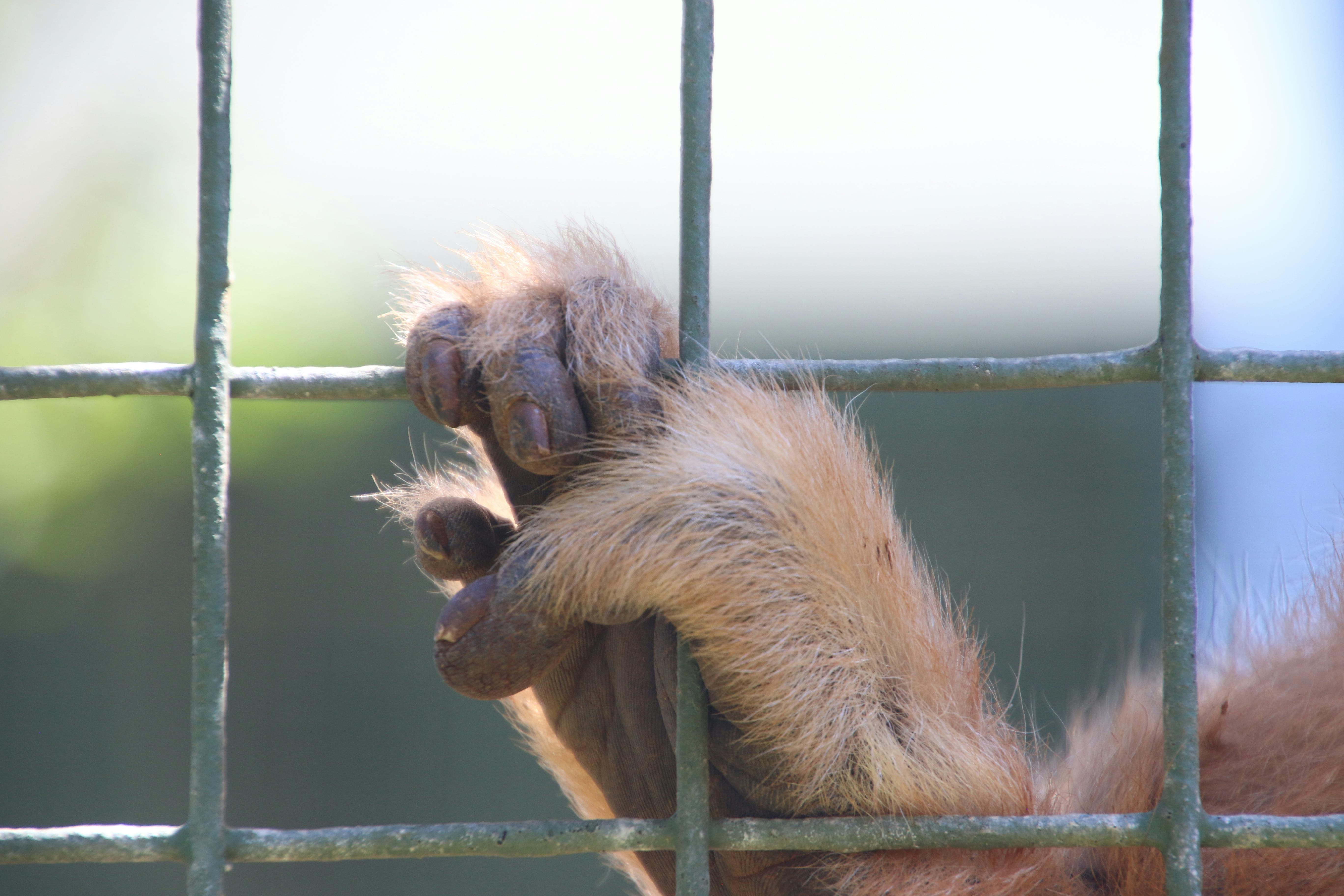 Kostenloses Foto zum Thema: affen, essen, finger