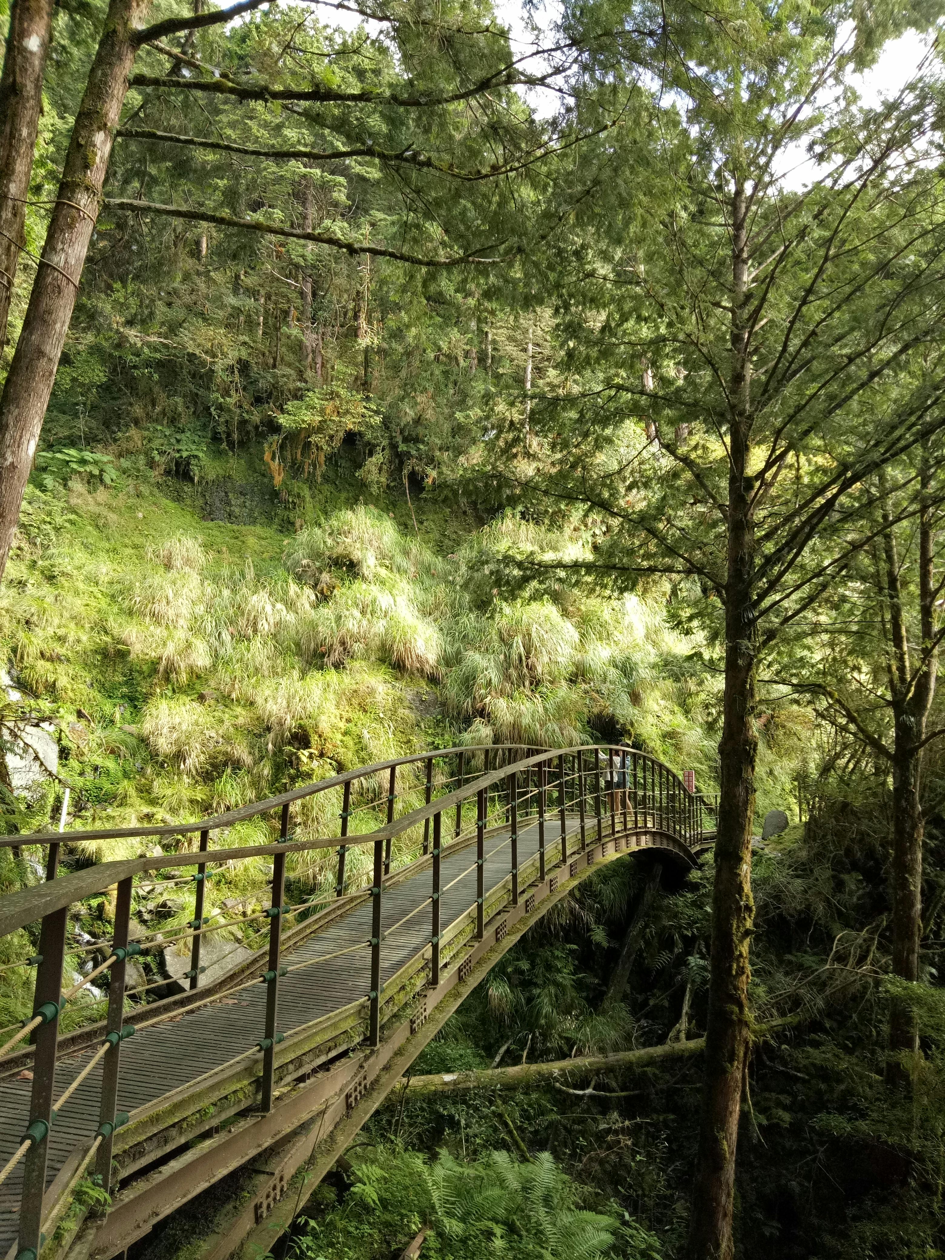 Wooden Bridge in the Forest · Free Stock Photo