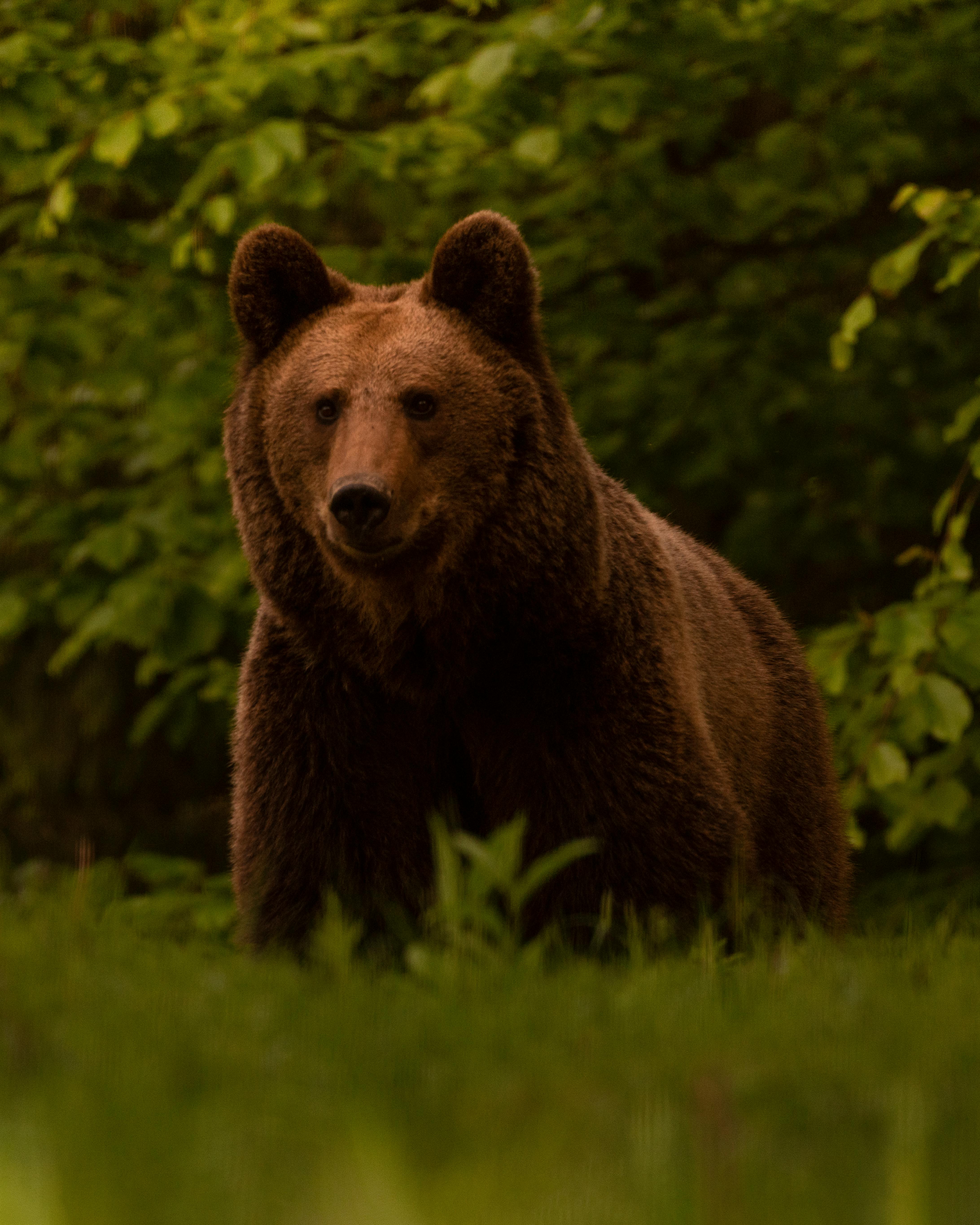 Bear Romania Photos, Download The BEST Free Bear Romania Stock Photos ...