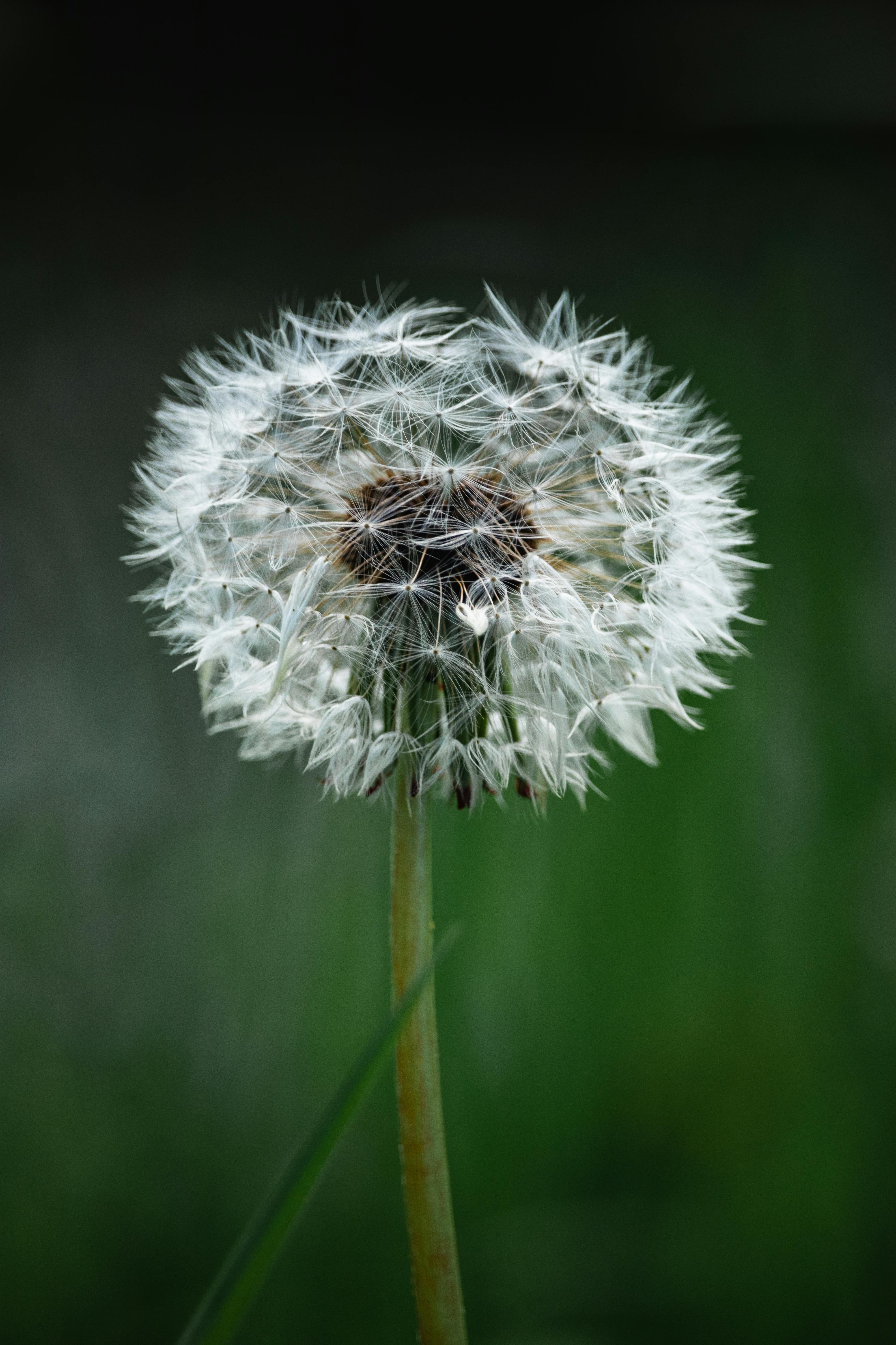 Close-Up Photography of White Flowers · Free Stock Photo