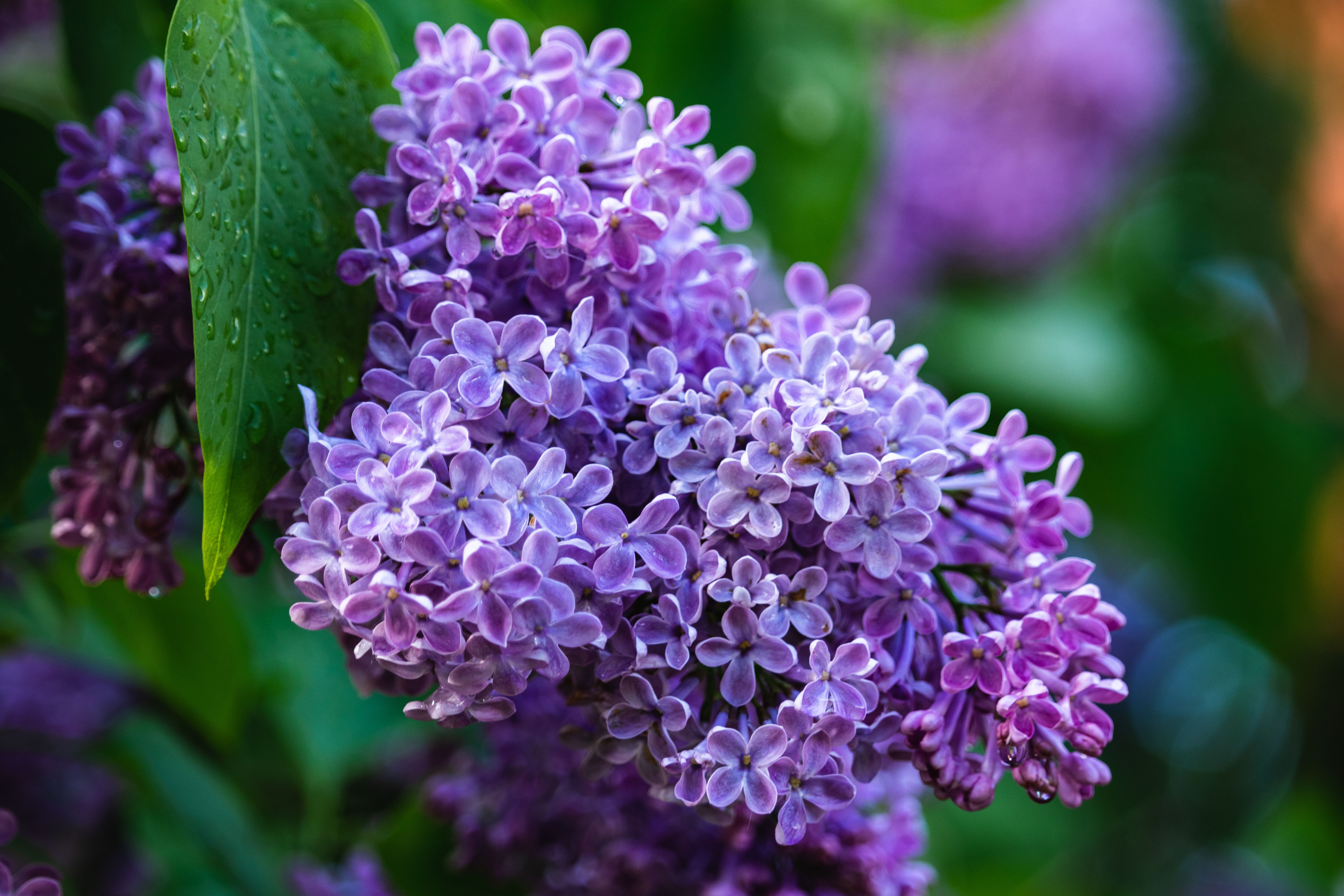 Close-Up Shot of Lilac Flowers in Bloom · Free Stock Photo