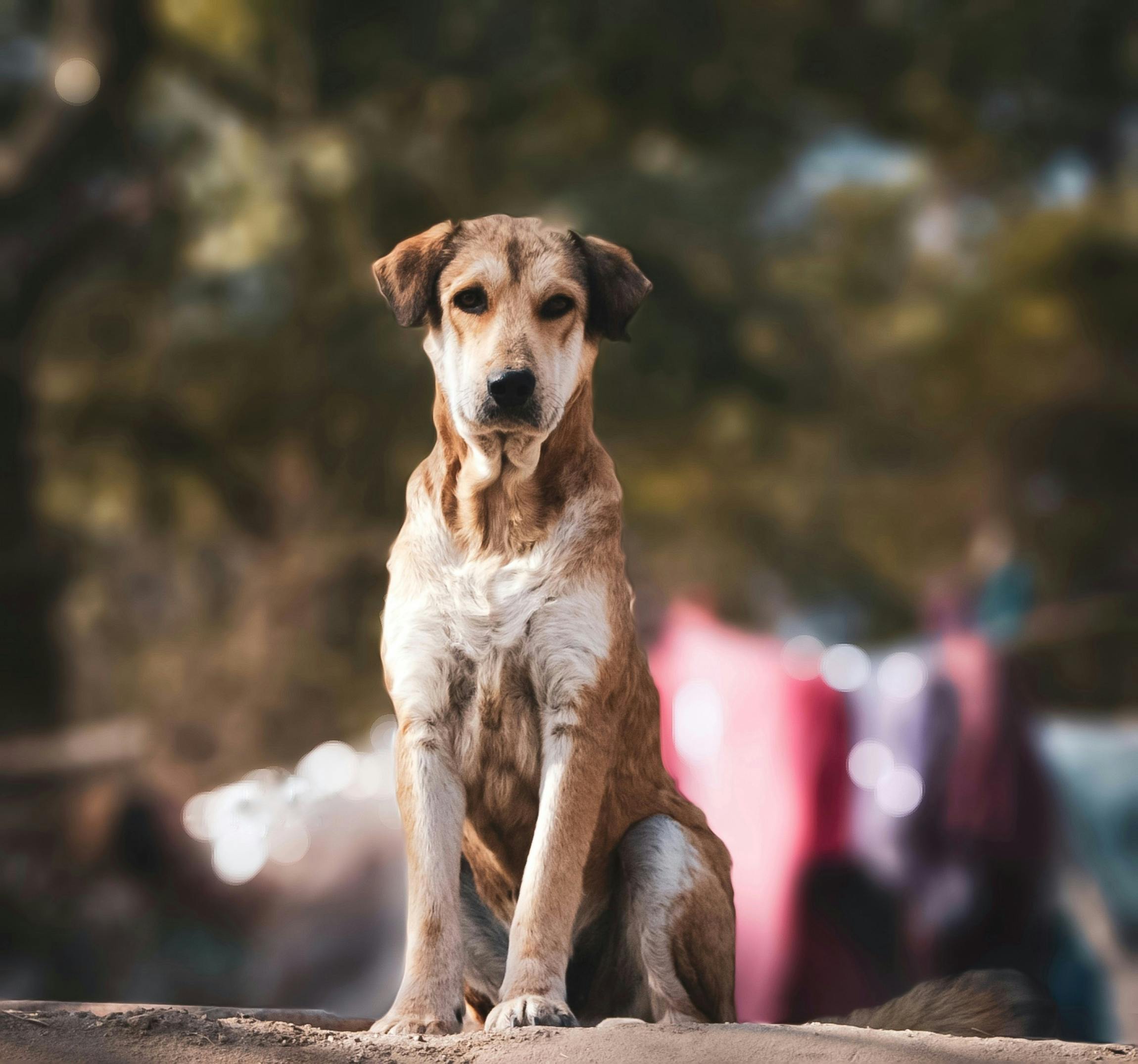 100 000+ Chien De Rue banque d'images et photos libres de droit ...