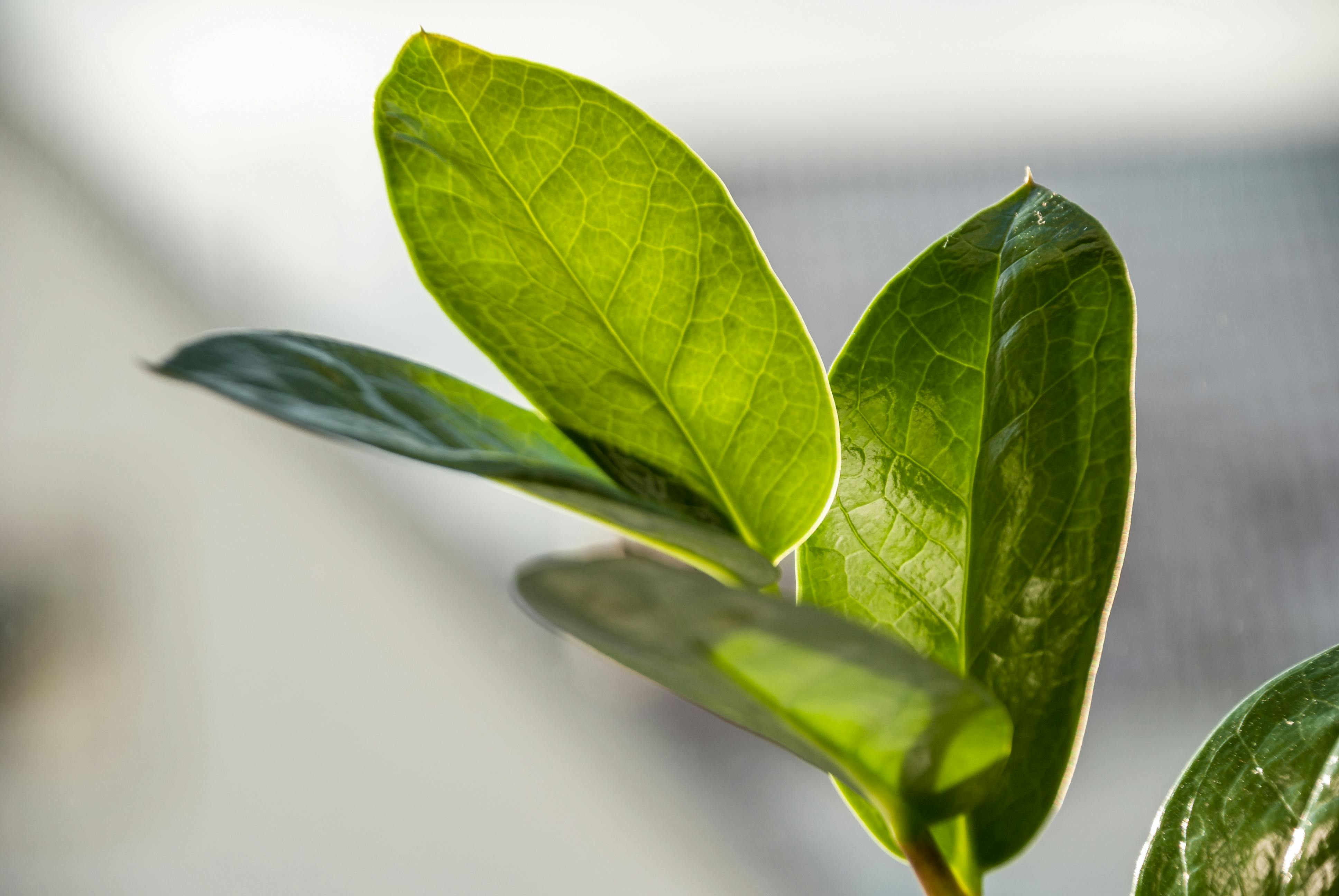 Free stock photo of close up, close-up view, dark green