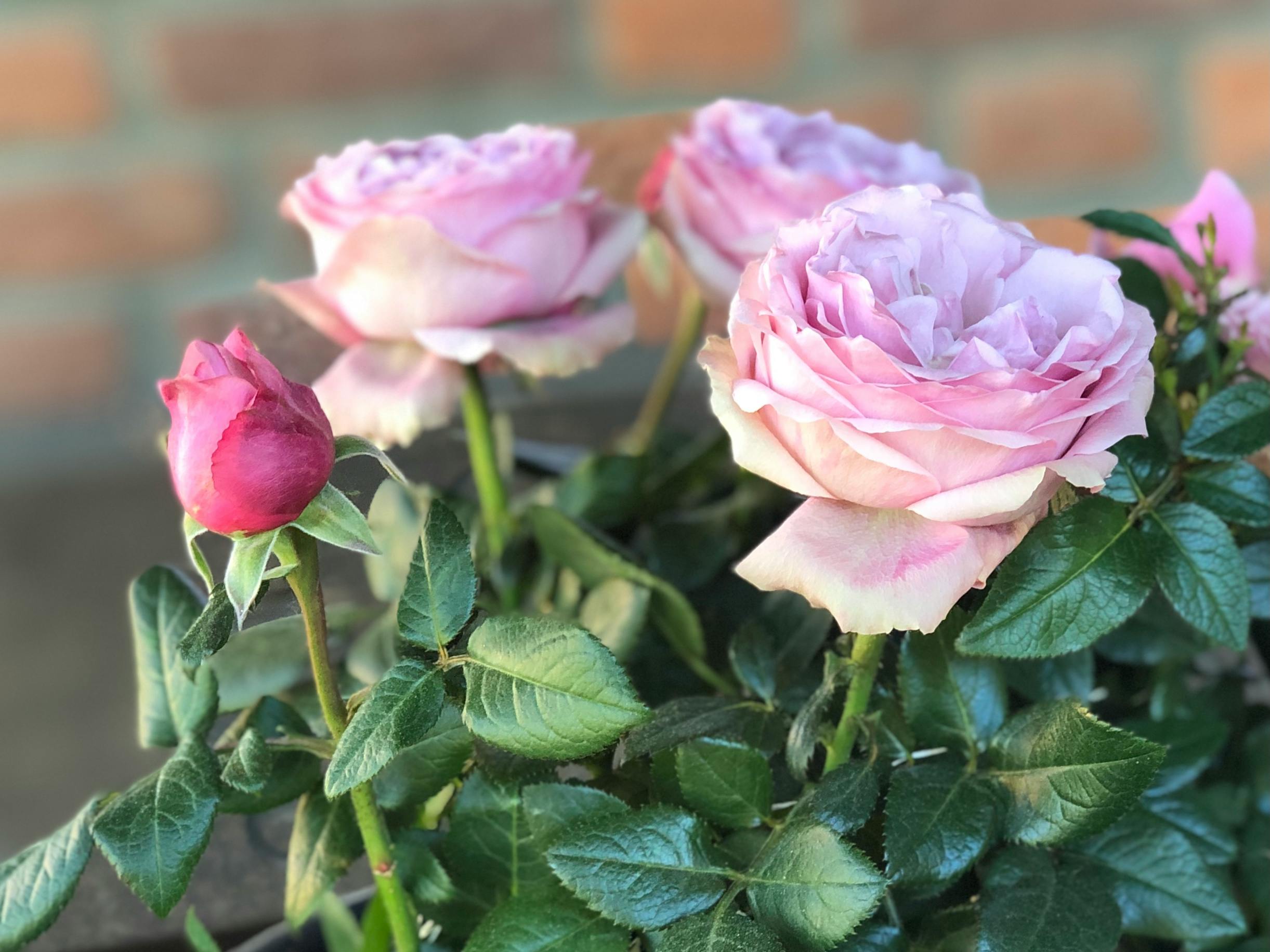 Close-Up Shot of Pink Roses in Bloom · Free Stock Photo