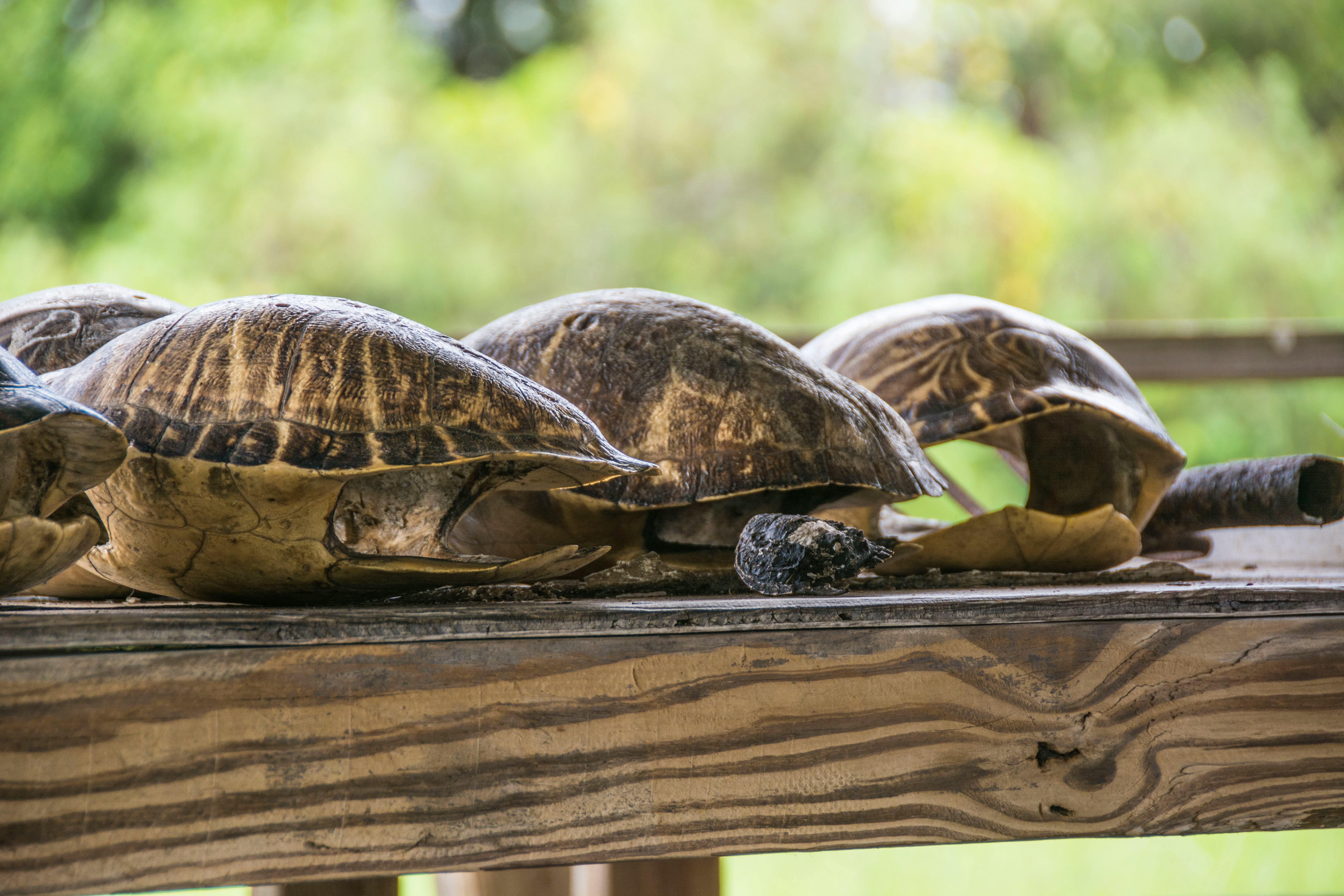 Free stock photo of shells, Turtle Shells, turtles