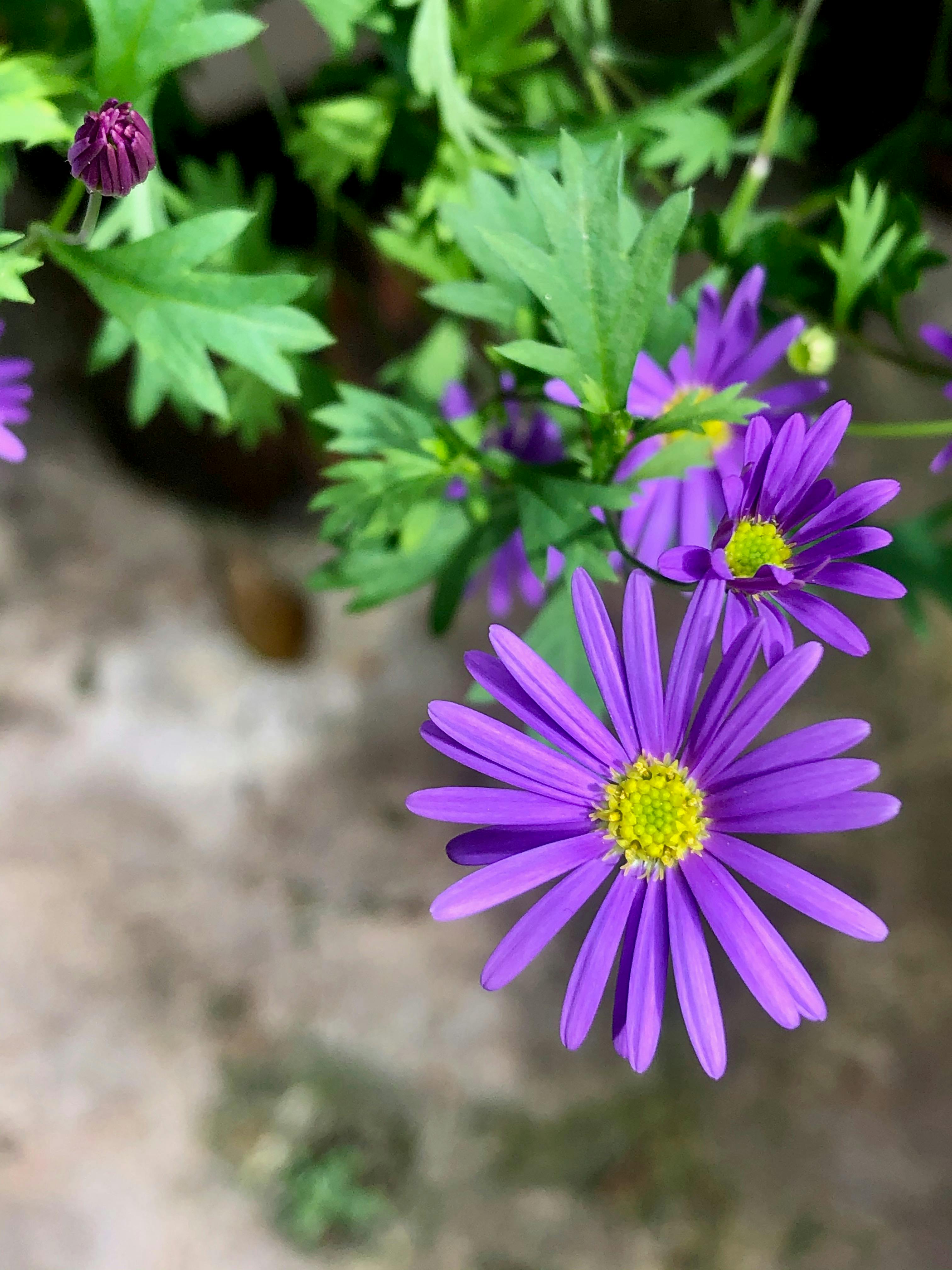 Vinh Dang – Fotografia