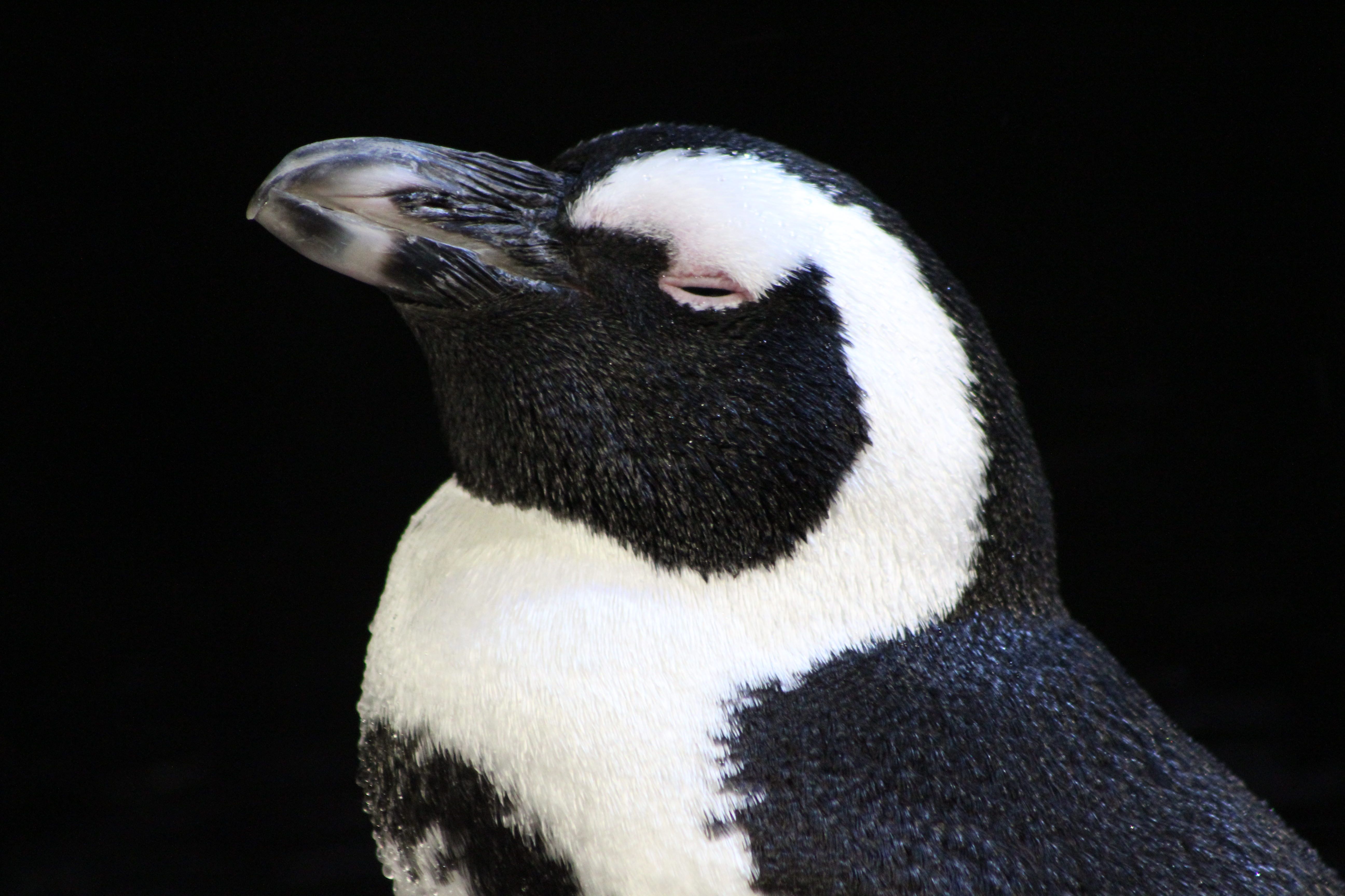 Close-up Photo of Penguin · Free Stock Photo