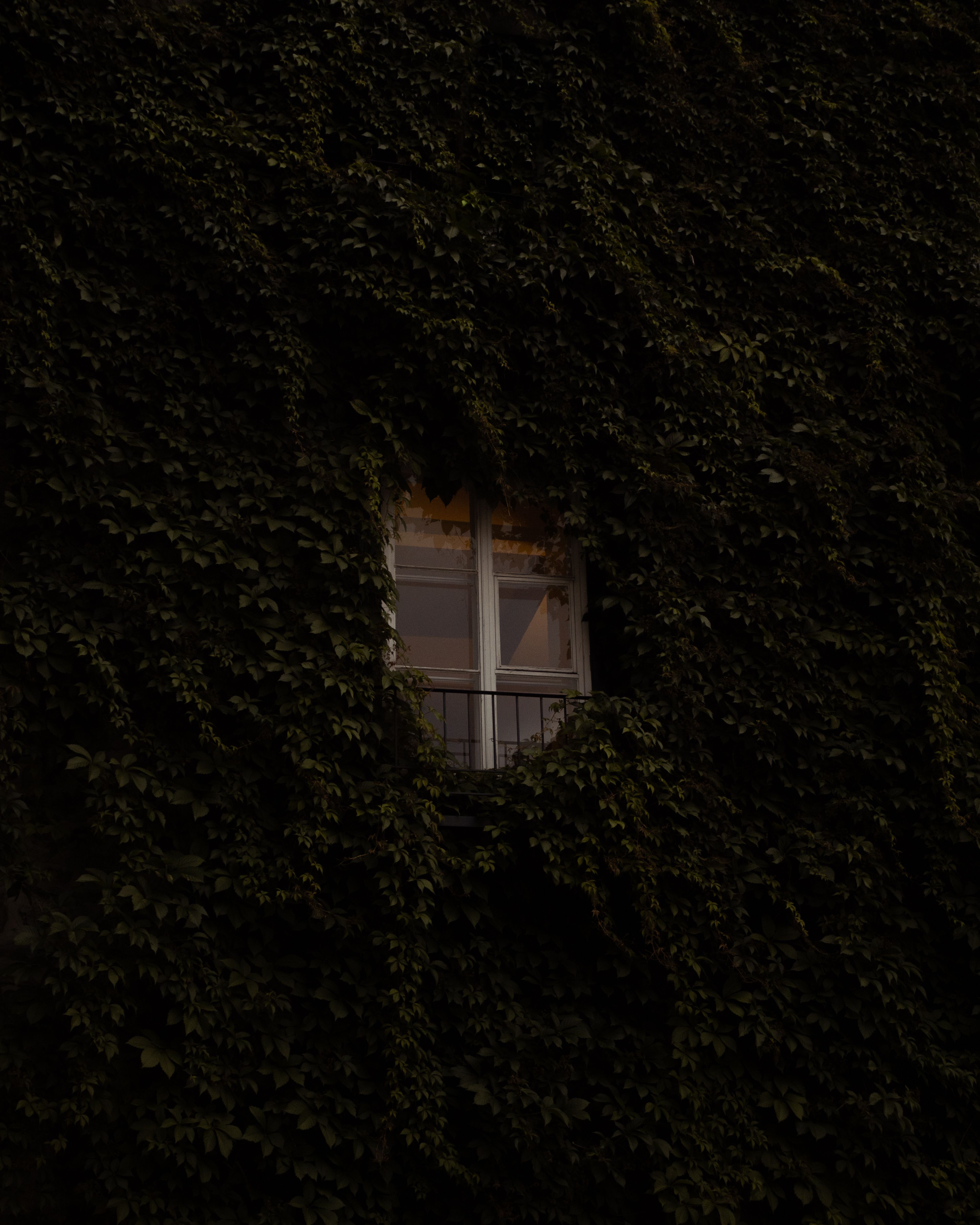 White Window Covered in Vine Leaves Wall · Free Stock Photo
