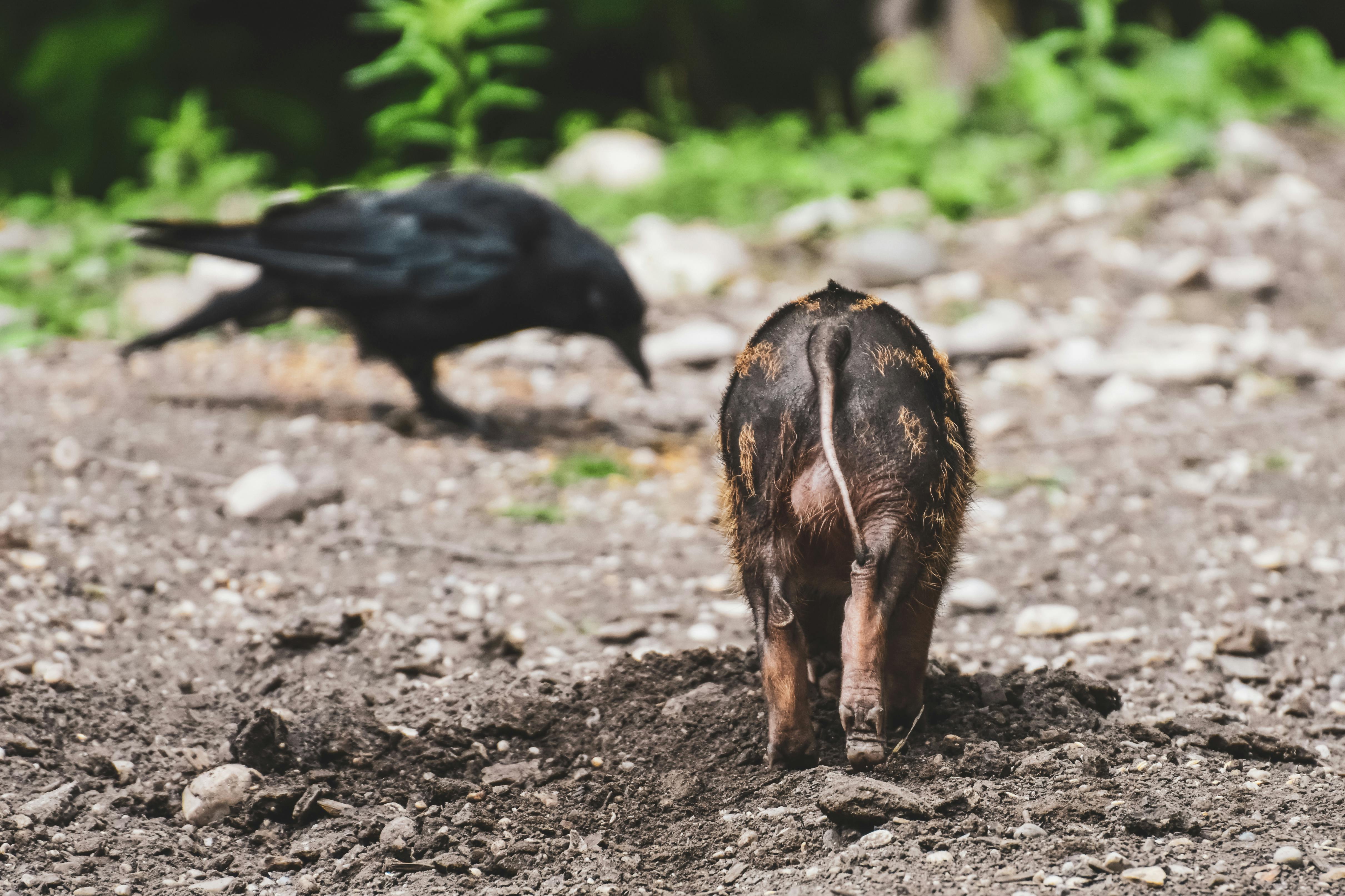 Back of a Baby Boar and a Crow · Free Stock Photo