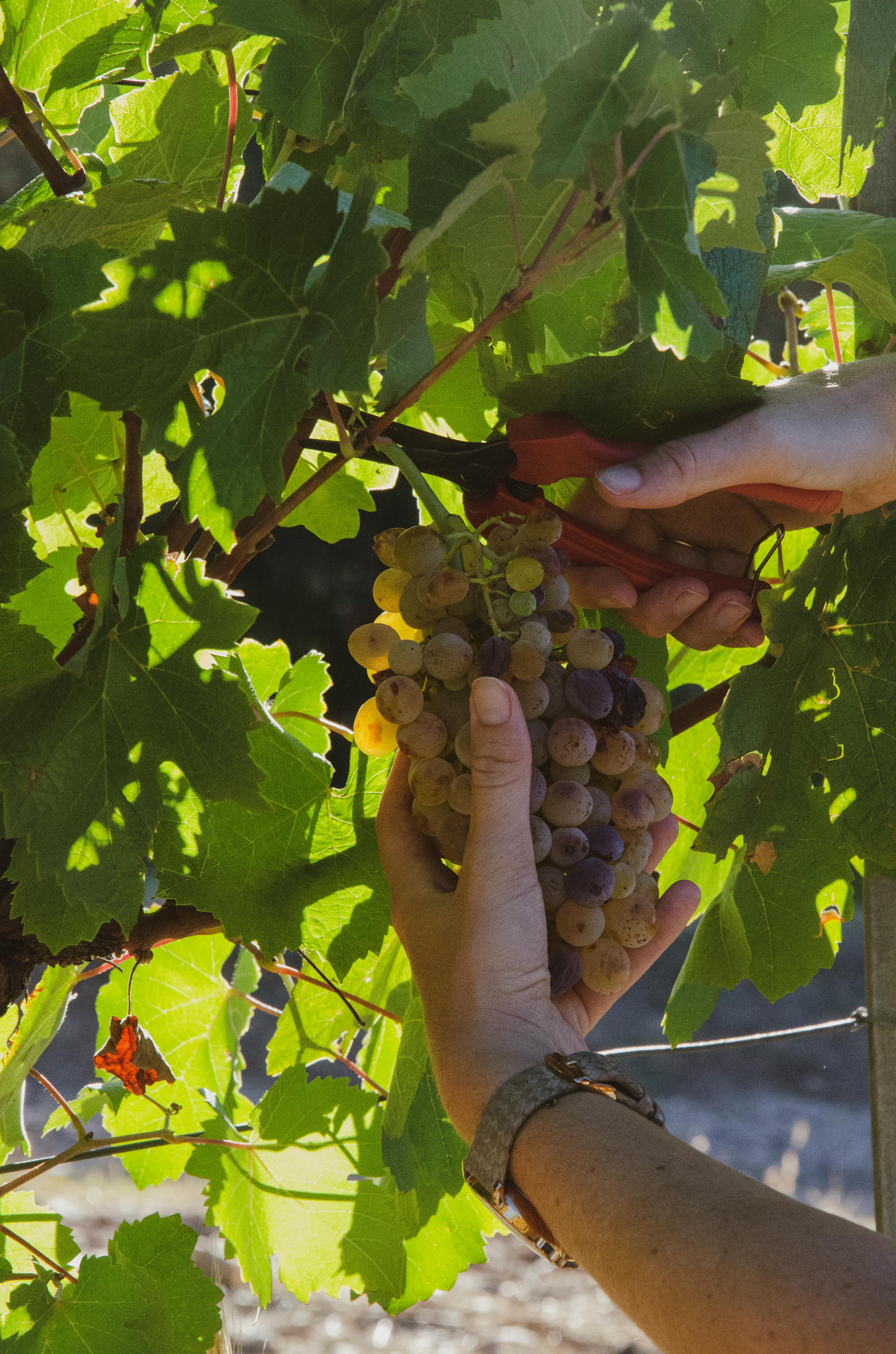 Close up of Hand Cutting Grapes with Pruners · Free Stock Photo