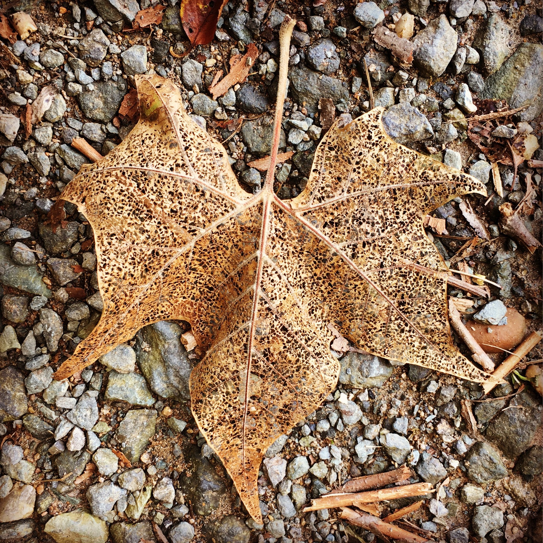 Withered Maple Leaf · Free Stock Photo