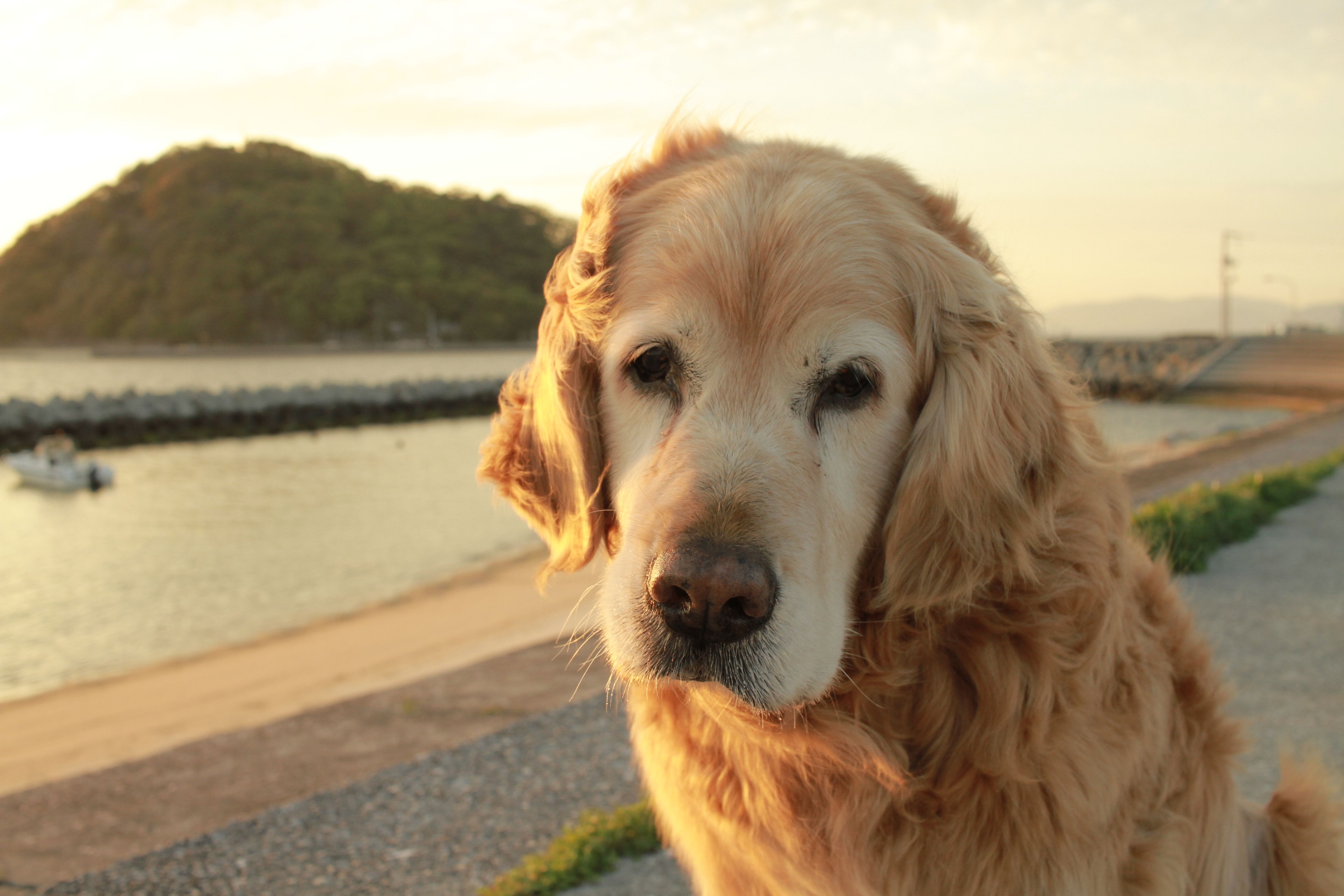 Close-Up Shot Of Golden Retriever · Free Stock Photo
