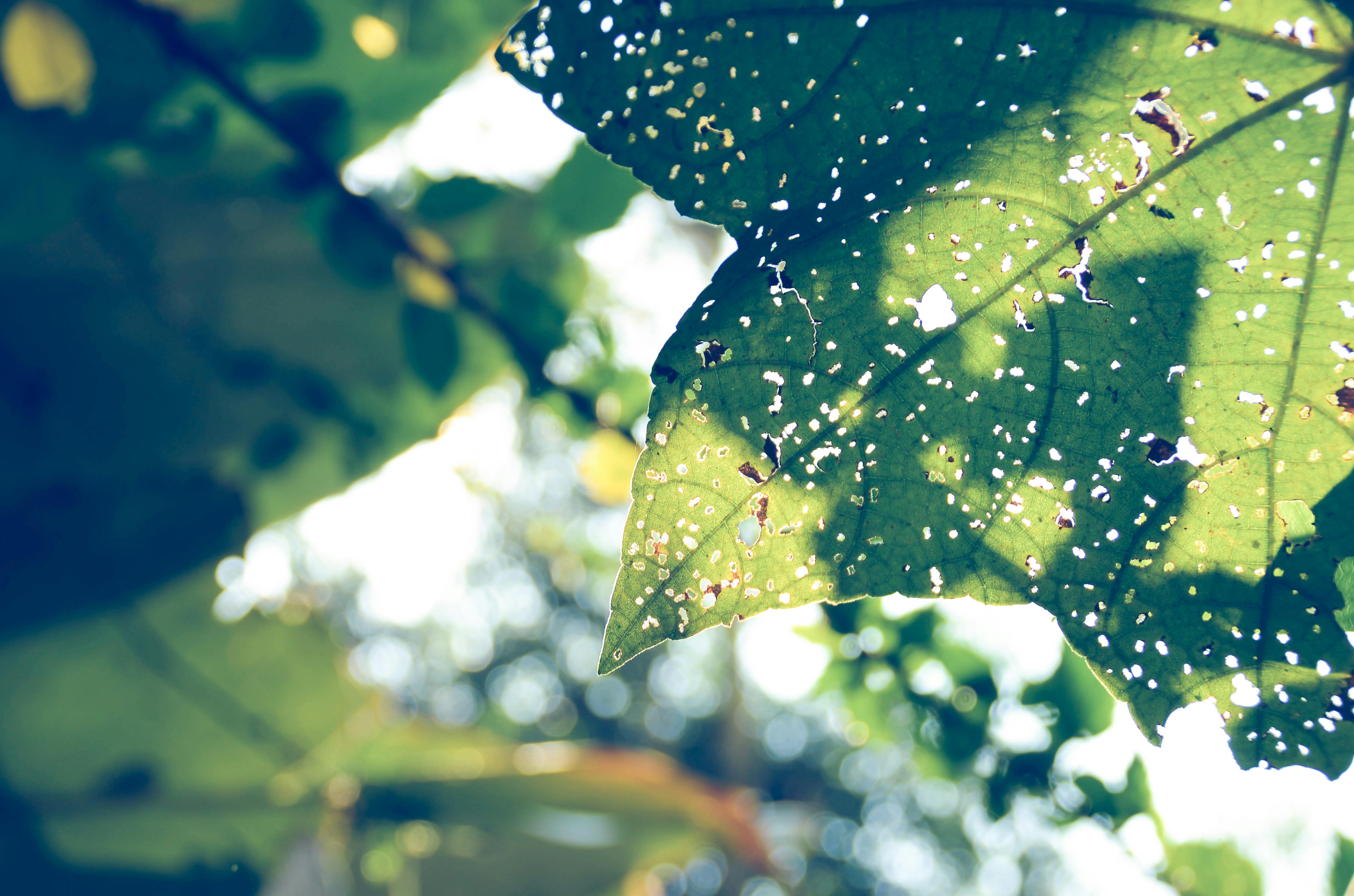 Free stock photo of clouds, daylight, forest Free stock photo of clouds, daylight, forest