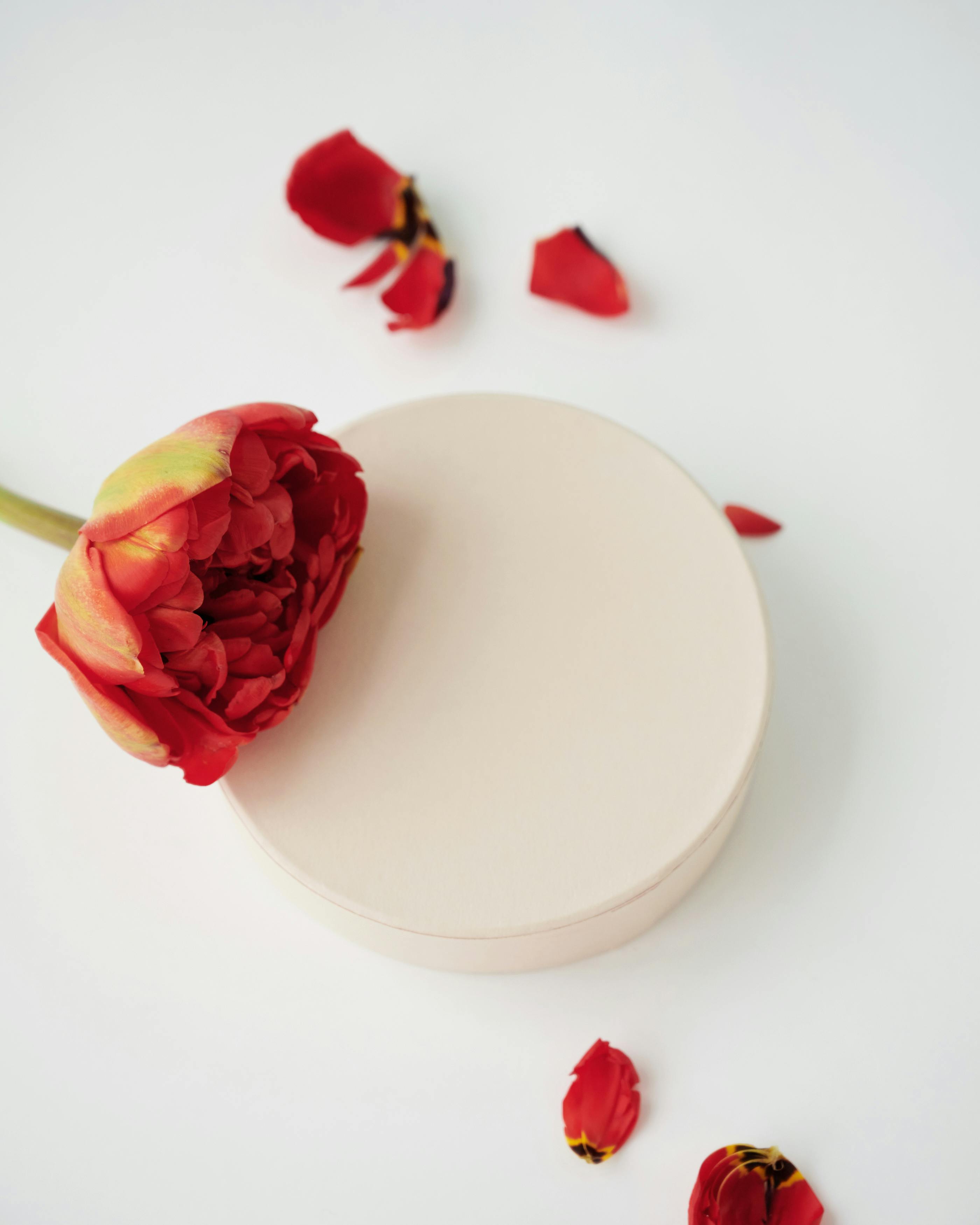 A Flower on a Circle Platform · Free Stock Photo