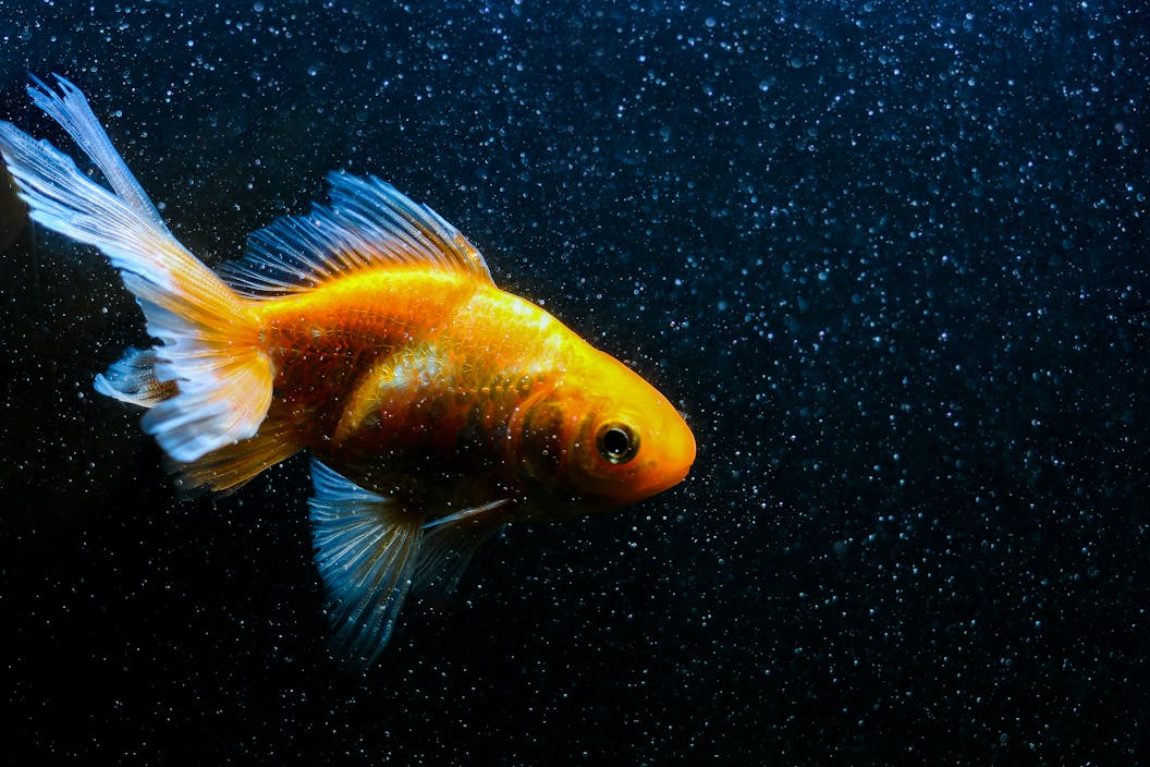 How Good Is a Goldfish Memory? Science Says It's Surprising!