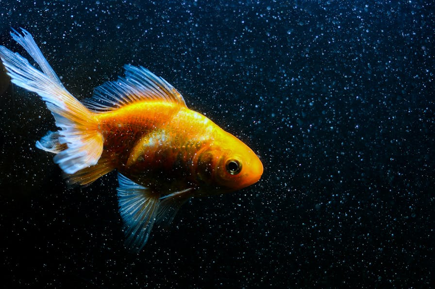 How Good Is a Goldfish Memory? Science Says It's Surprising!