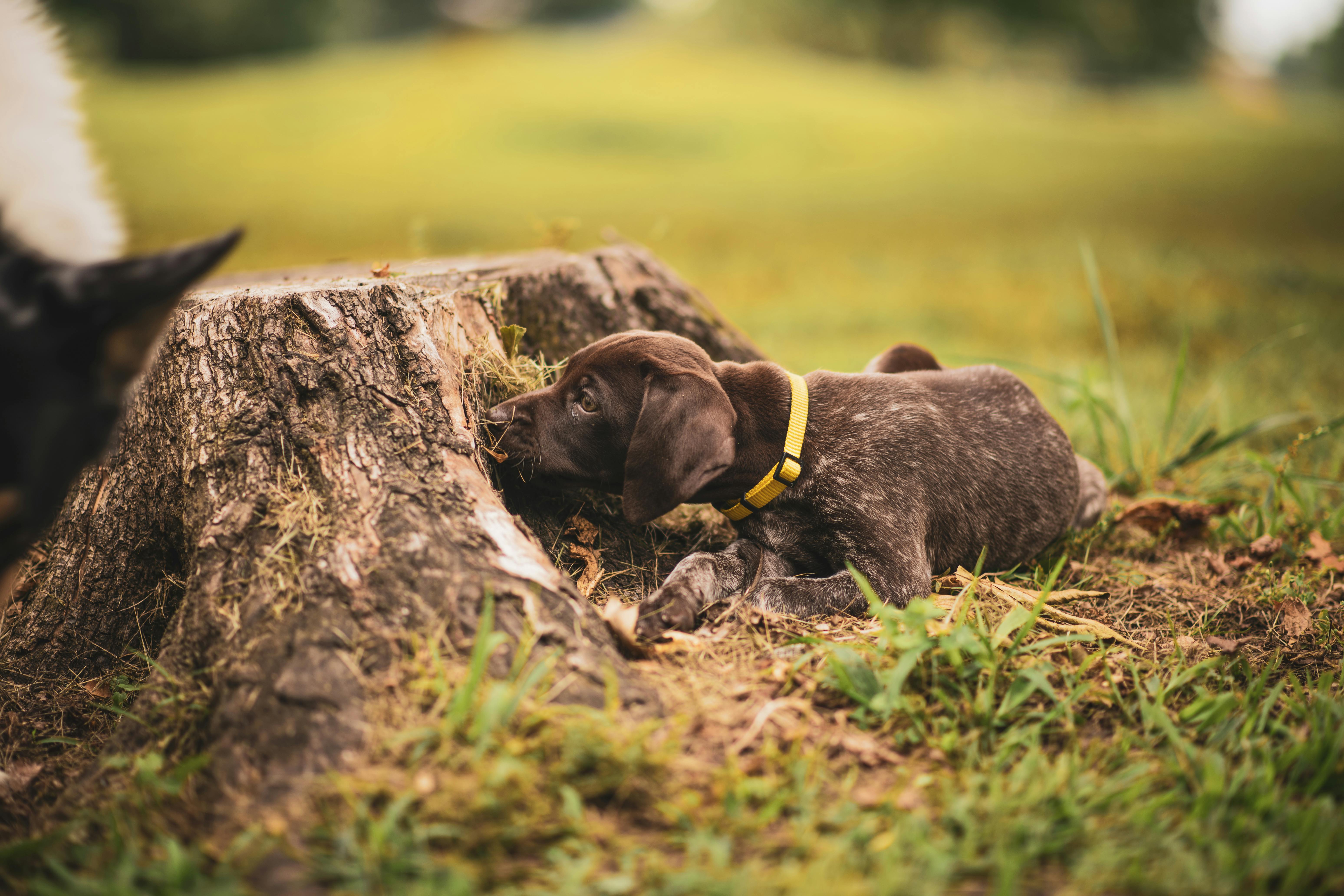 A German Shorthaired Pointer Puppy on the Grass · Free Stock Photo