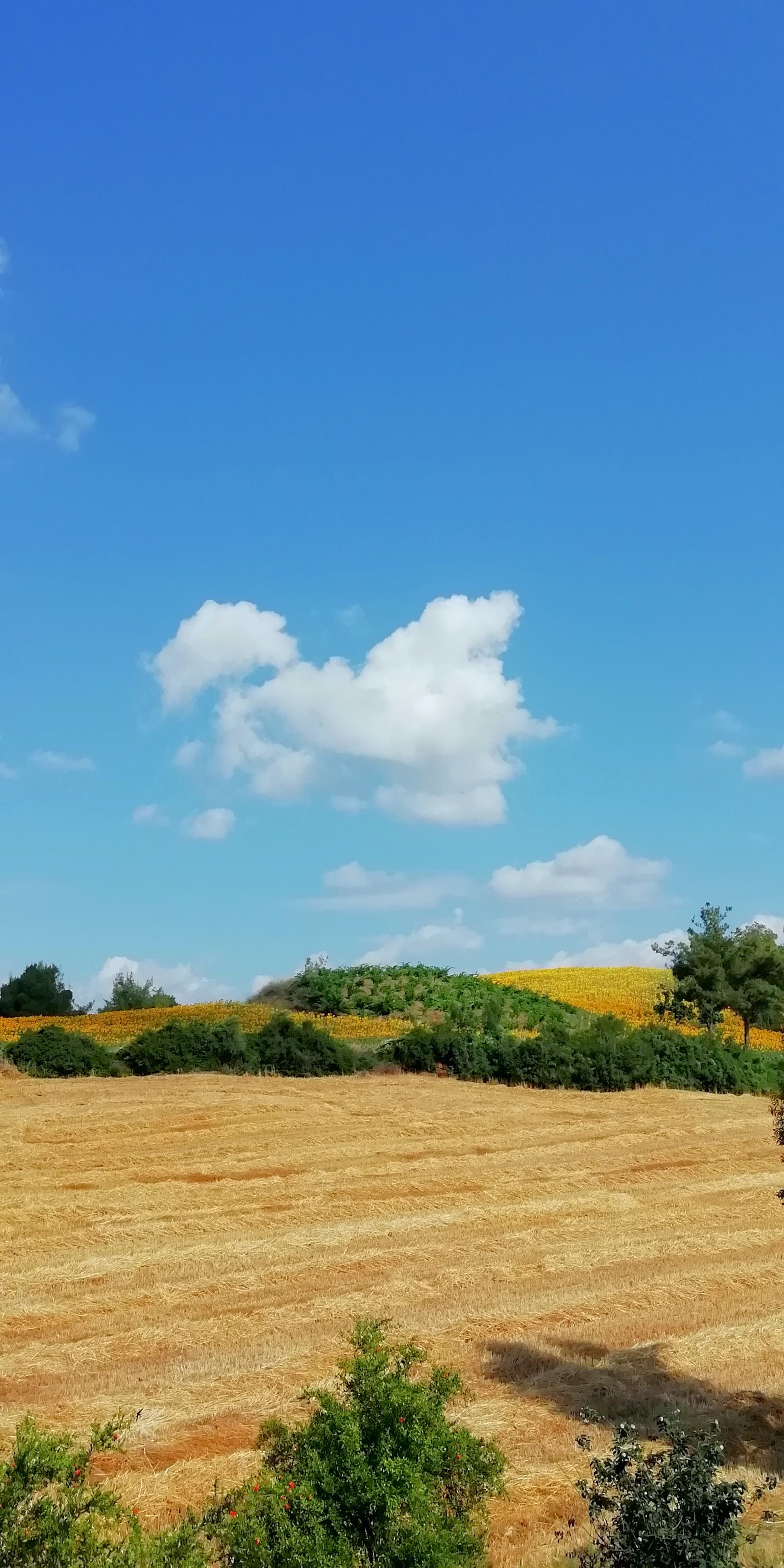 Blue Sky above Sunny Hay Fields in Countryside · Free Stock Photo