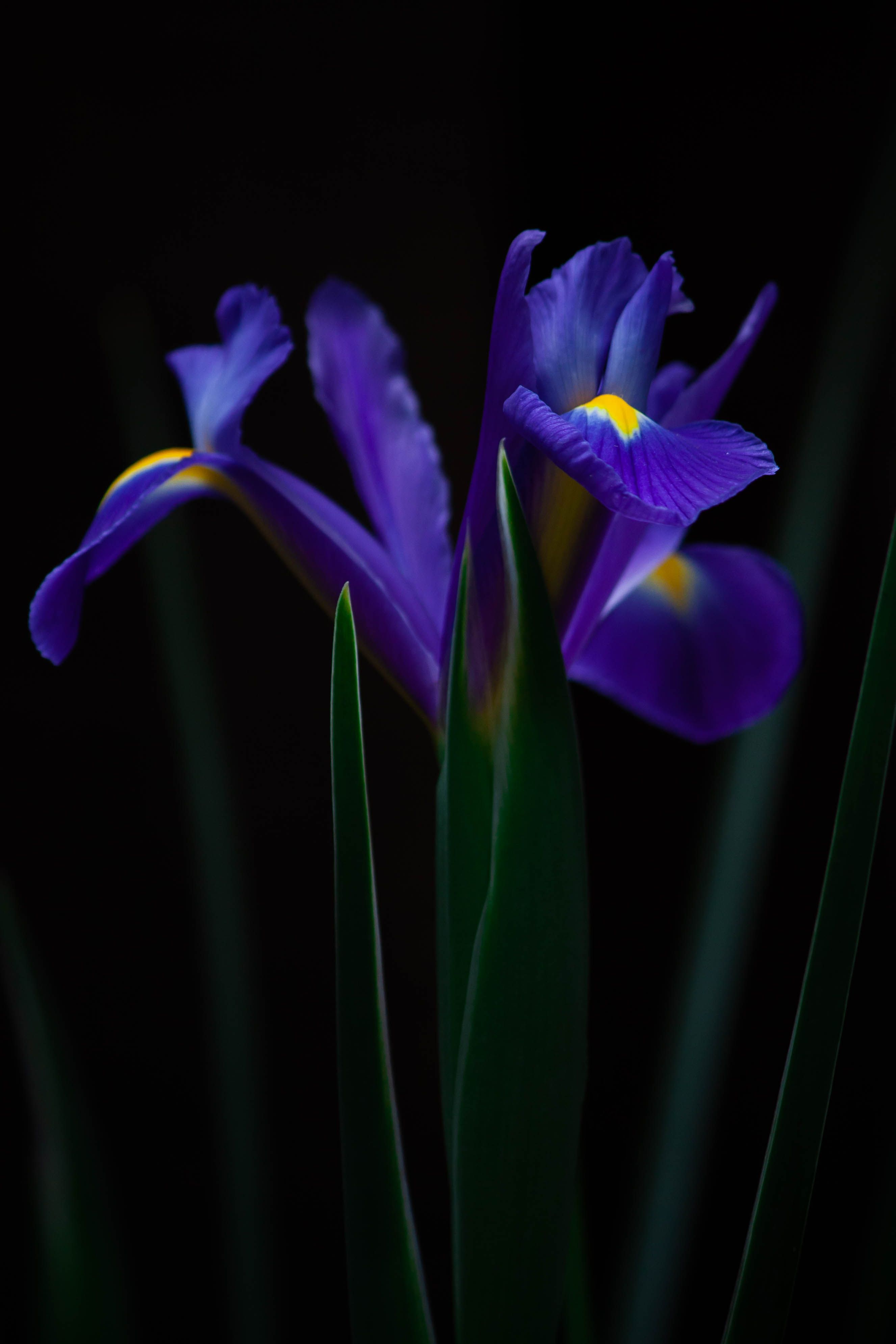 Iris Flowers Photos, Download The BEST Free Iris Flowers Stock Photos ...