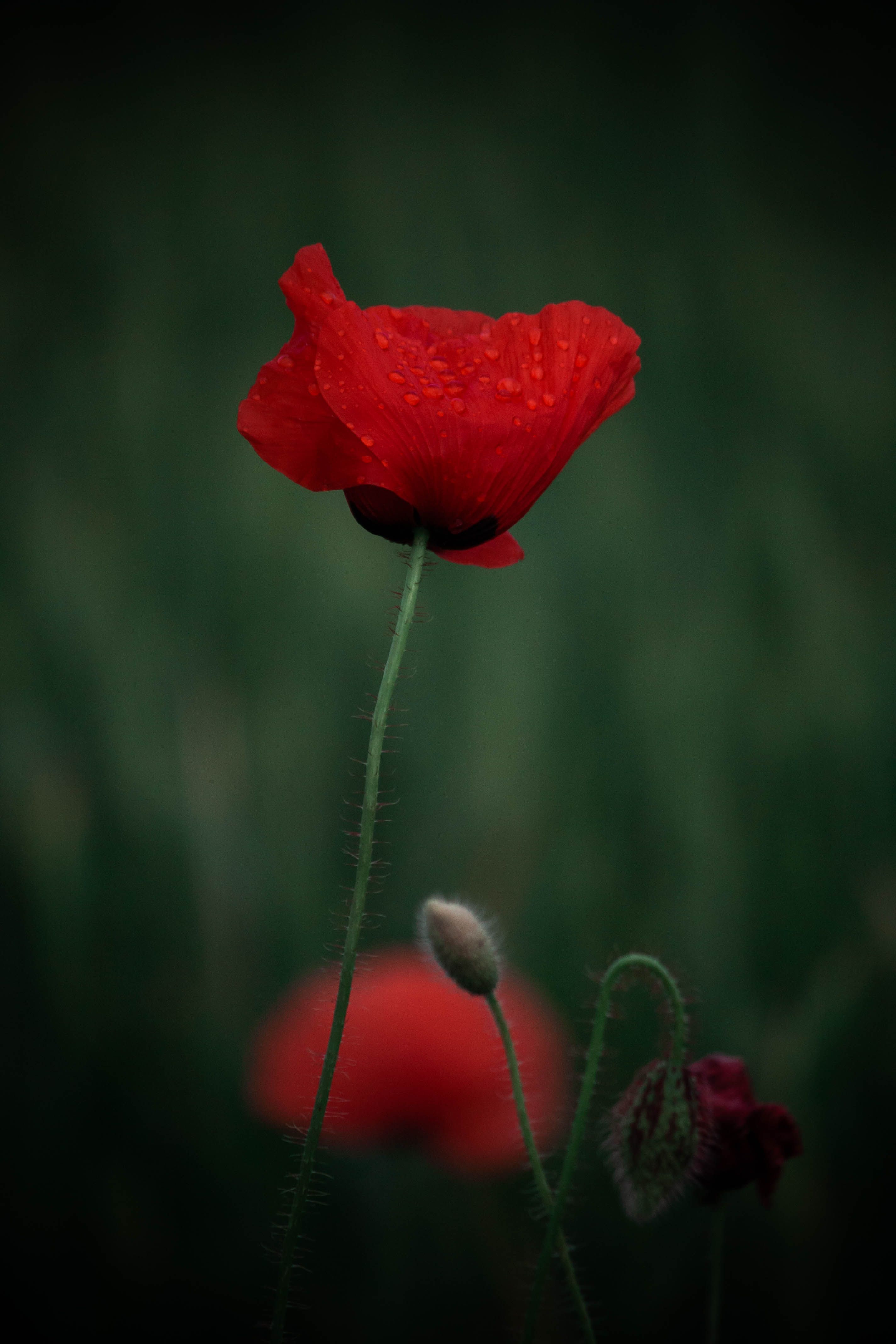 Close-Up Photo of Red Poppy Flower · Free Stock Photo