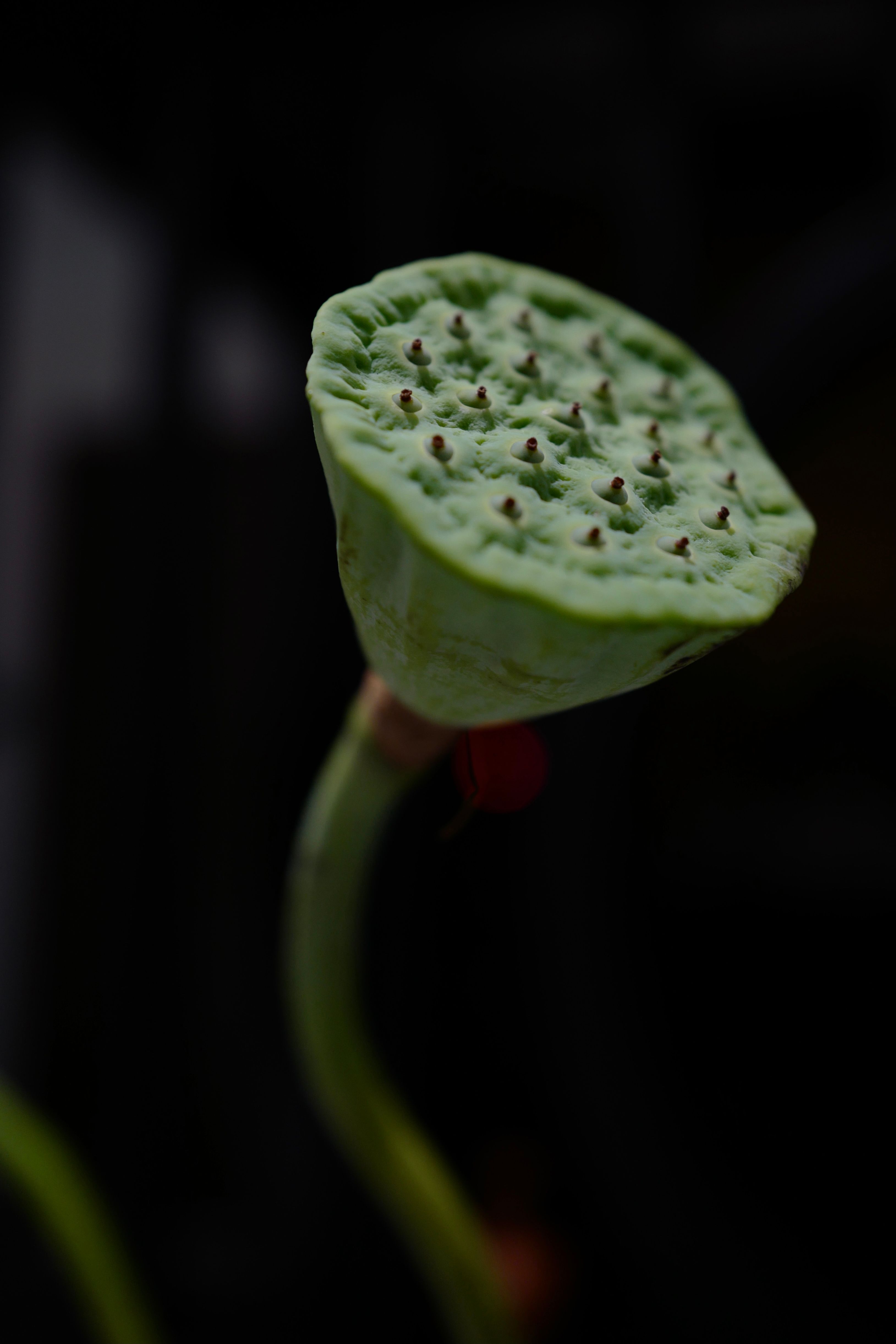 Close-up of a Lotus Flower · Free Stock Photo