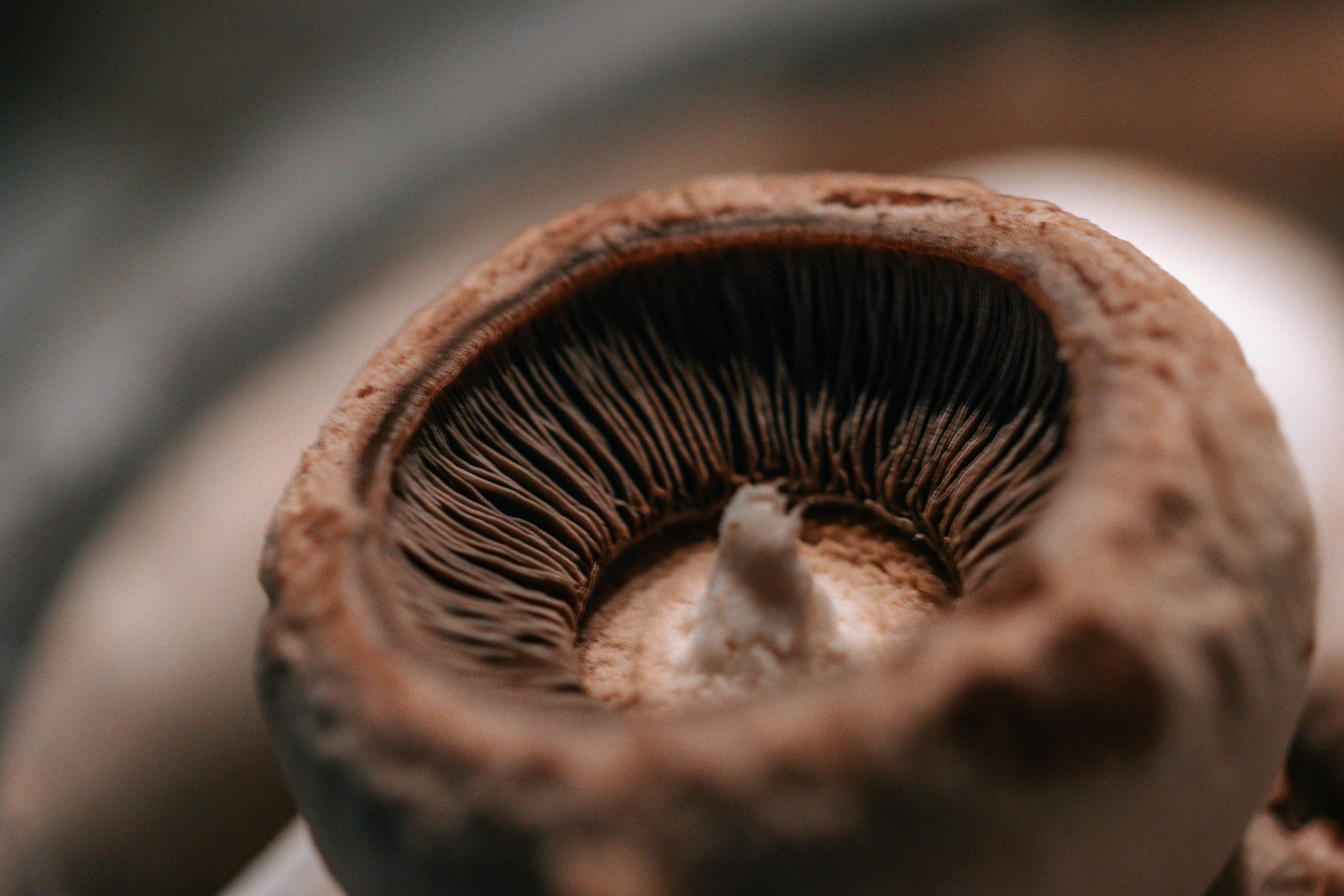 Close-up of the Bottom of a Mushroom · Free Stock Photo