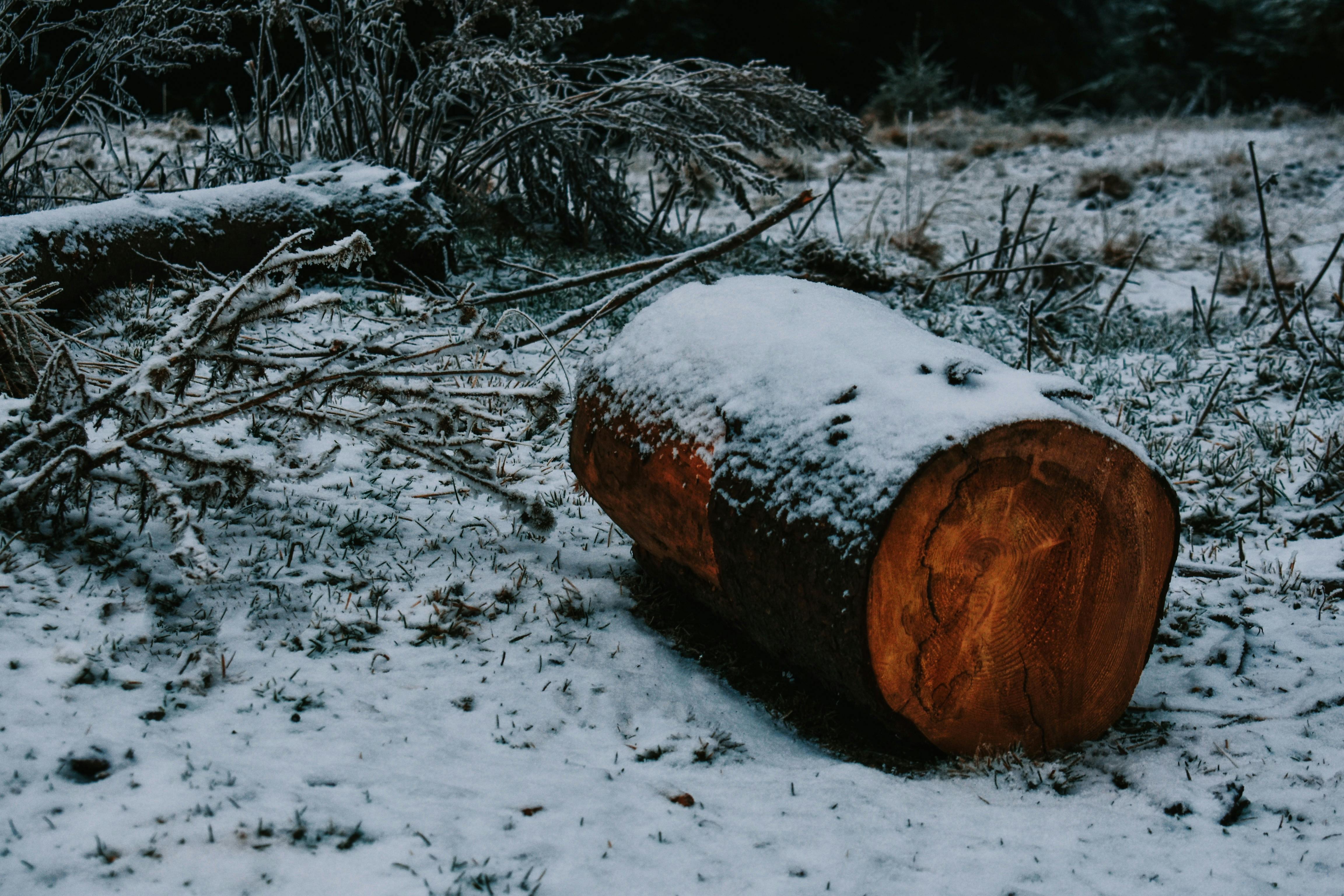Chopped Piece of a Tree Log in Snow · Free Stock Photo