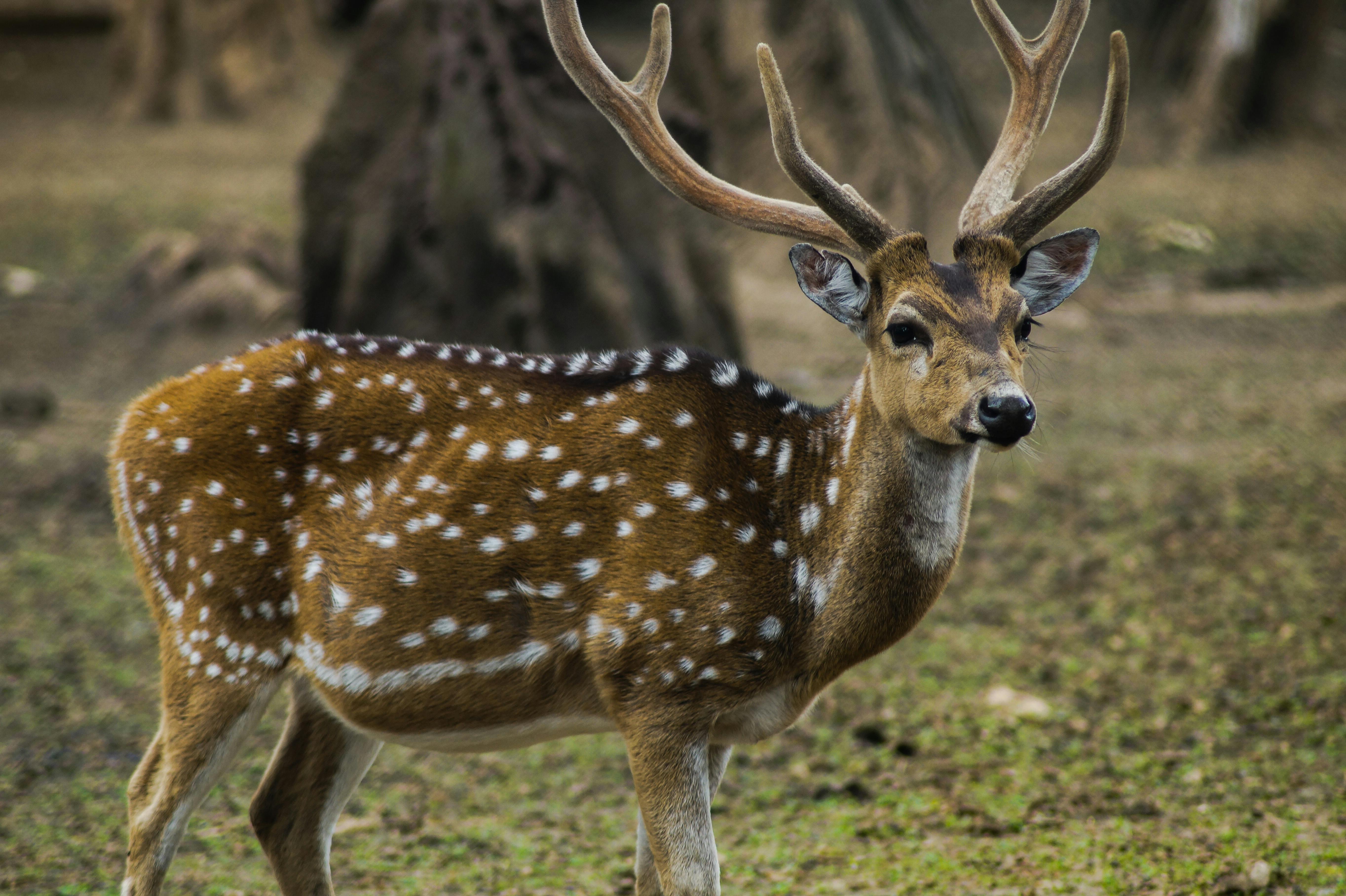 Nature Portrait Photos, Download The BEST Free Nature Portrait Stock ...