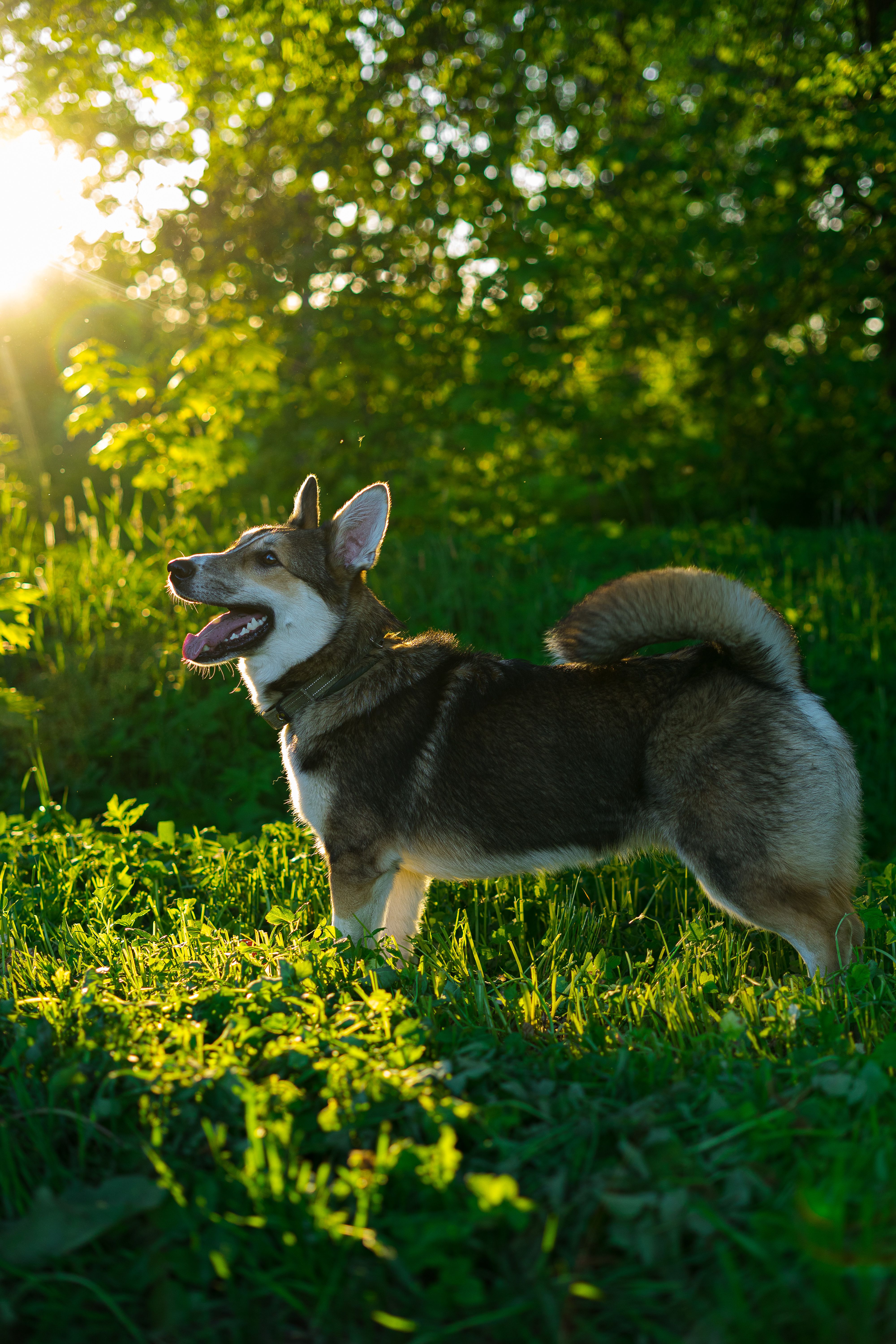 Happy Corgi Standing on Grass in Shade · Free Stock Photo