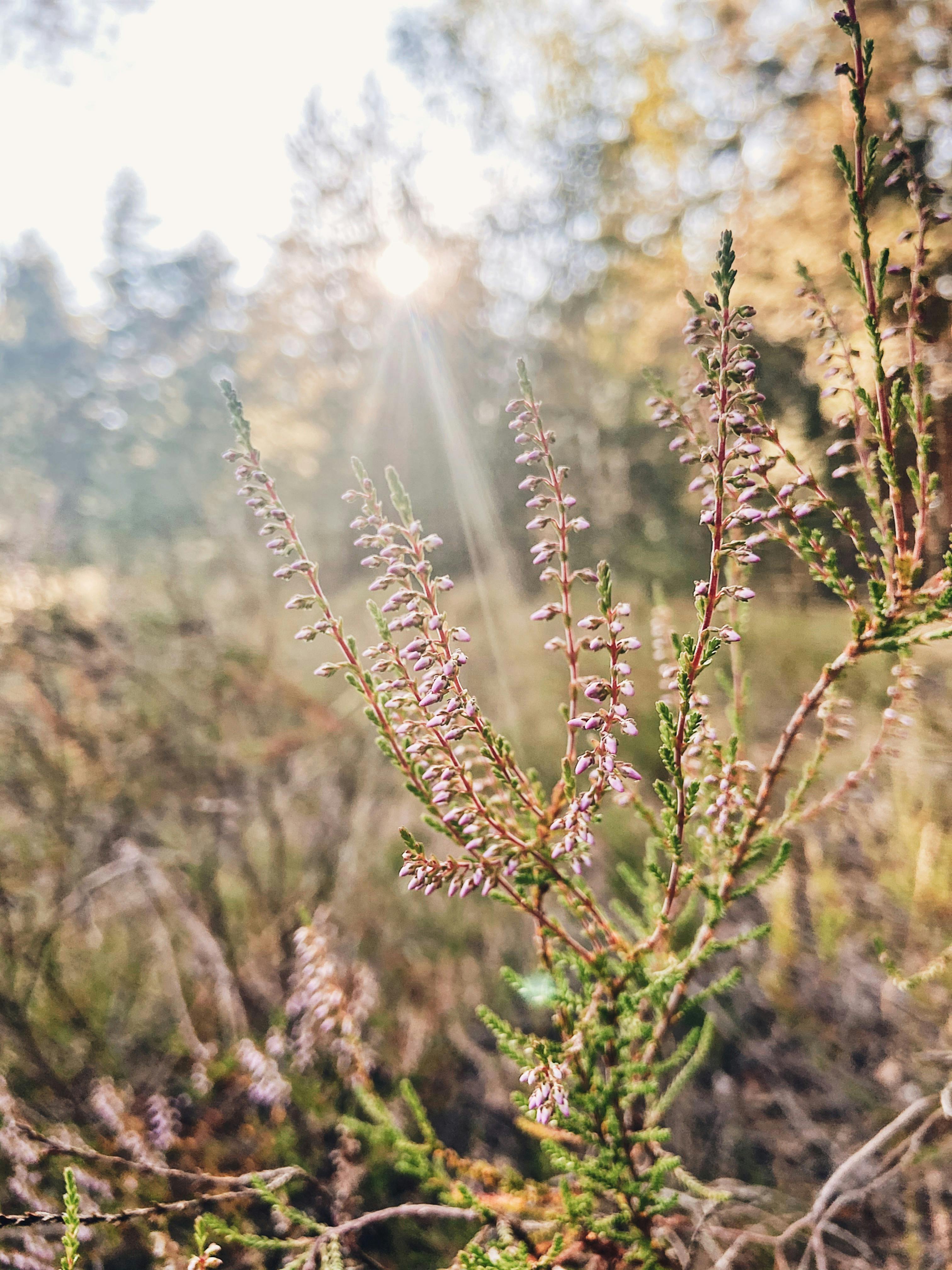 Heather on a Field · Free Stock Photo