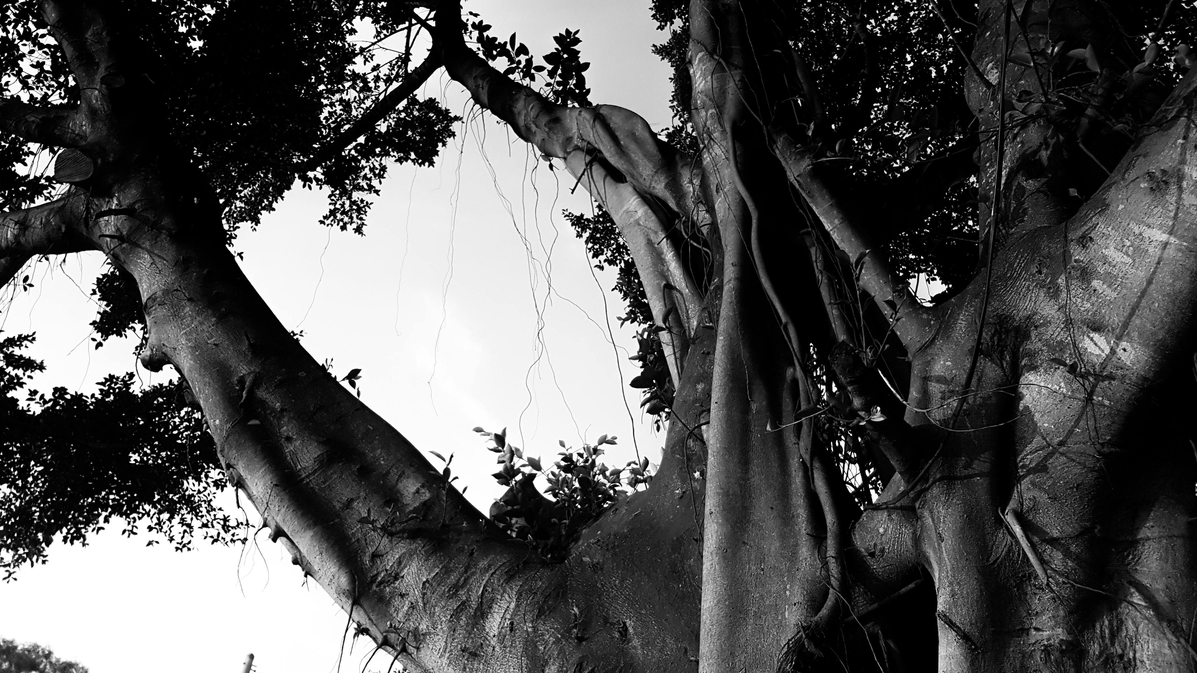 Samuel Wong - Photography