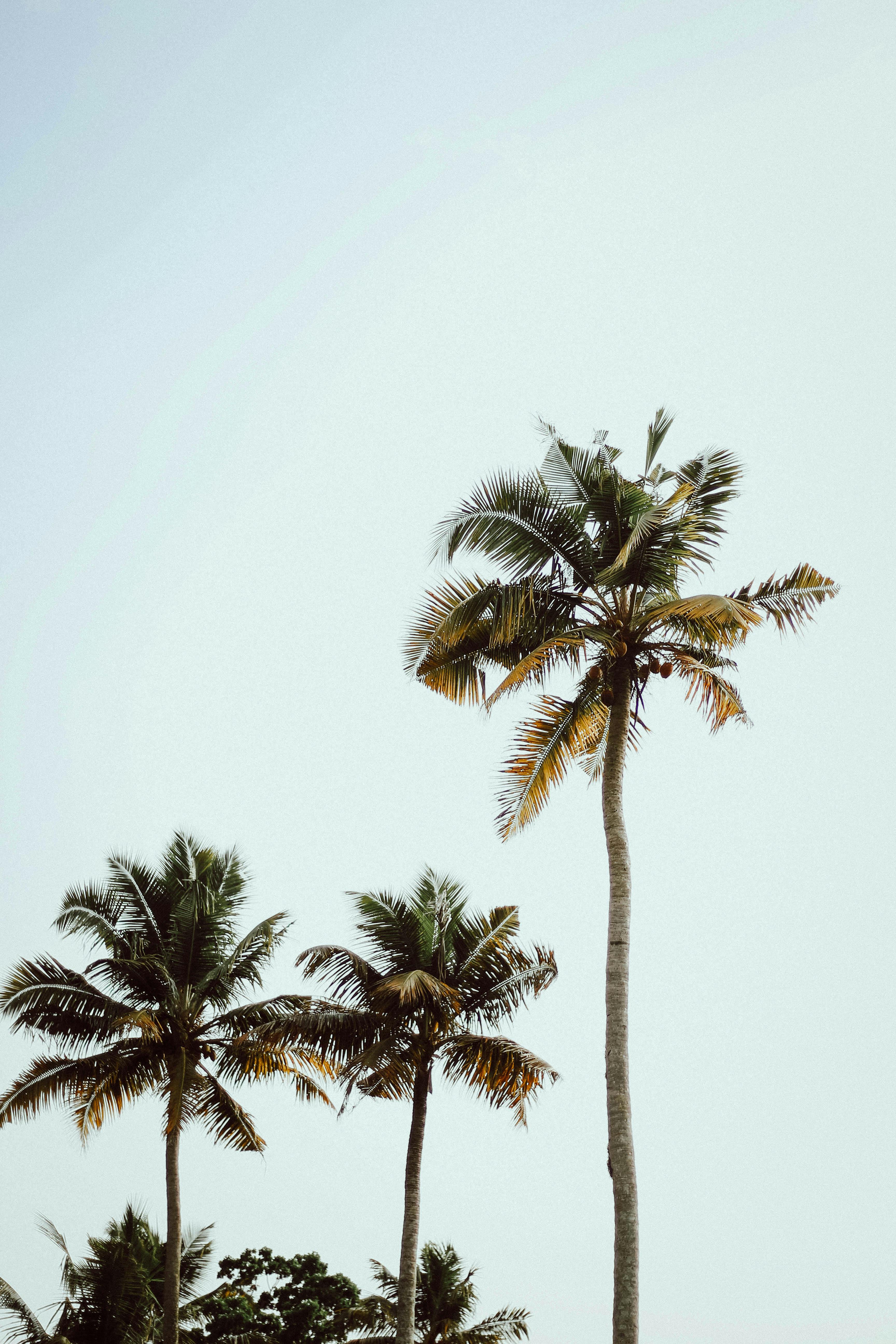 Photo of a Palm Tree · Free Stock Photo