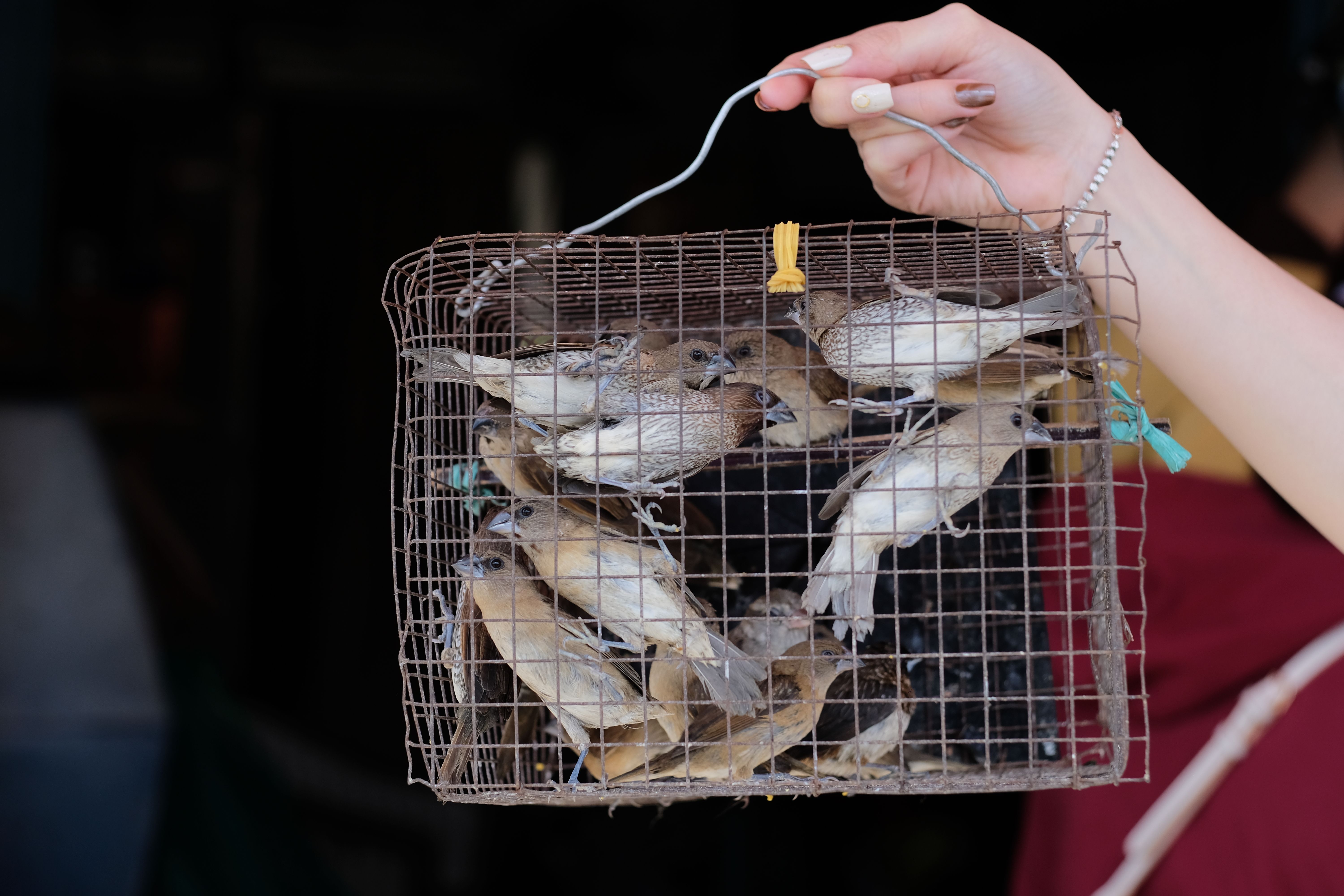 Person Holding a Cage with Birds · Free Stock Photo