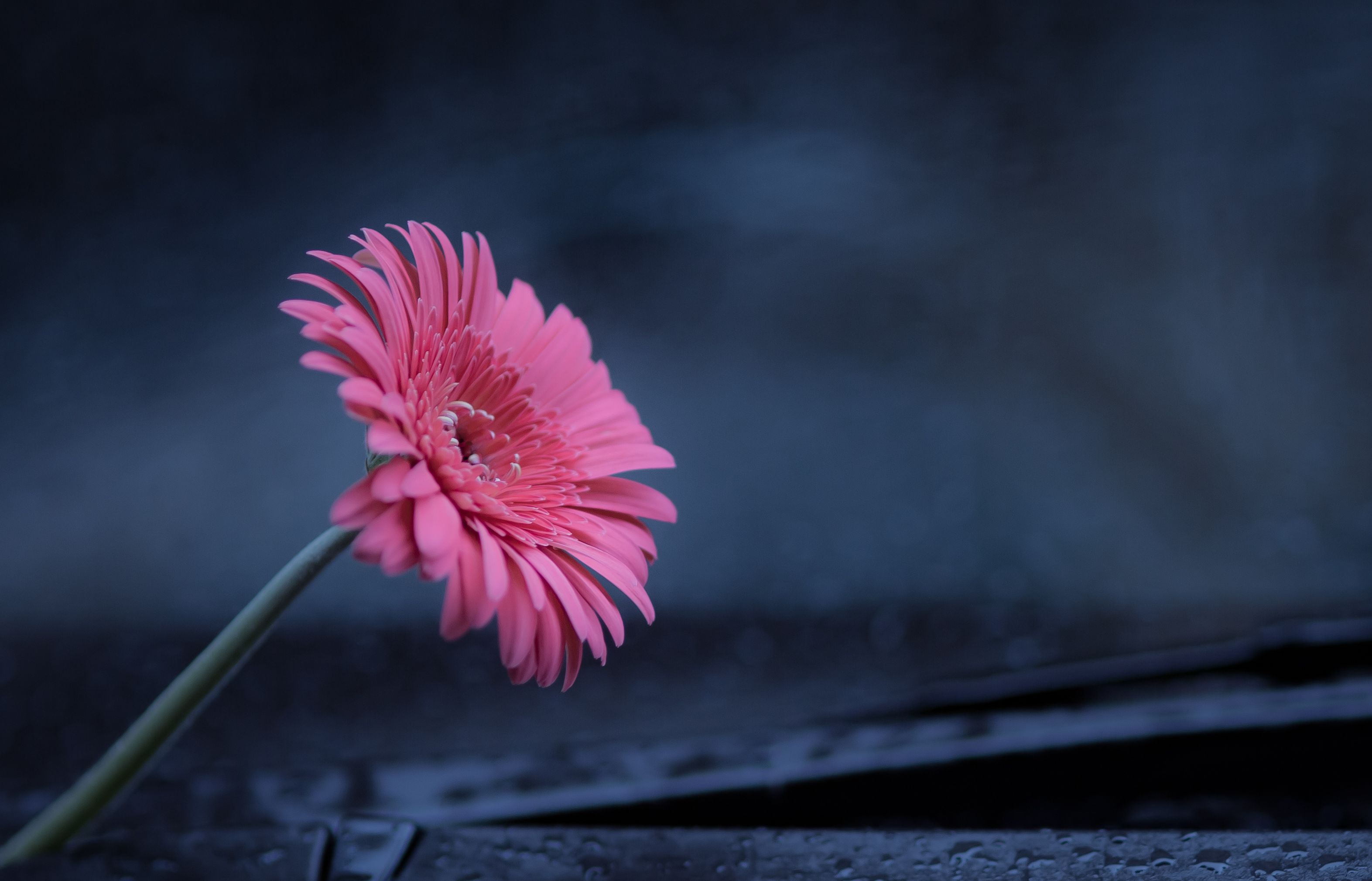 Photo of a Gerbera Flower · Free Stock Photo