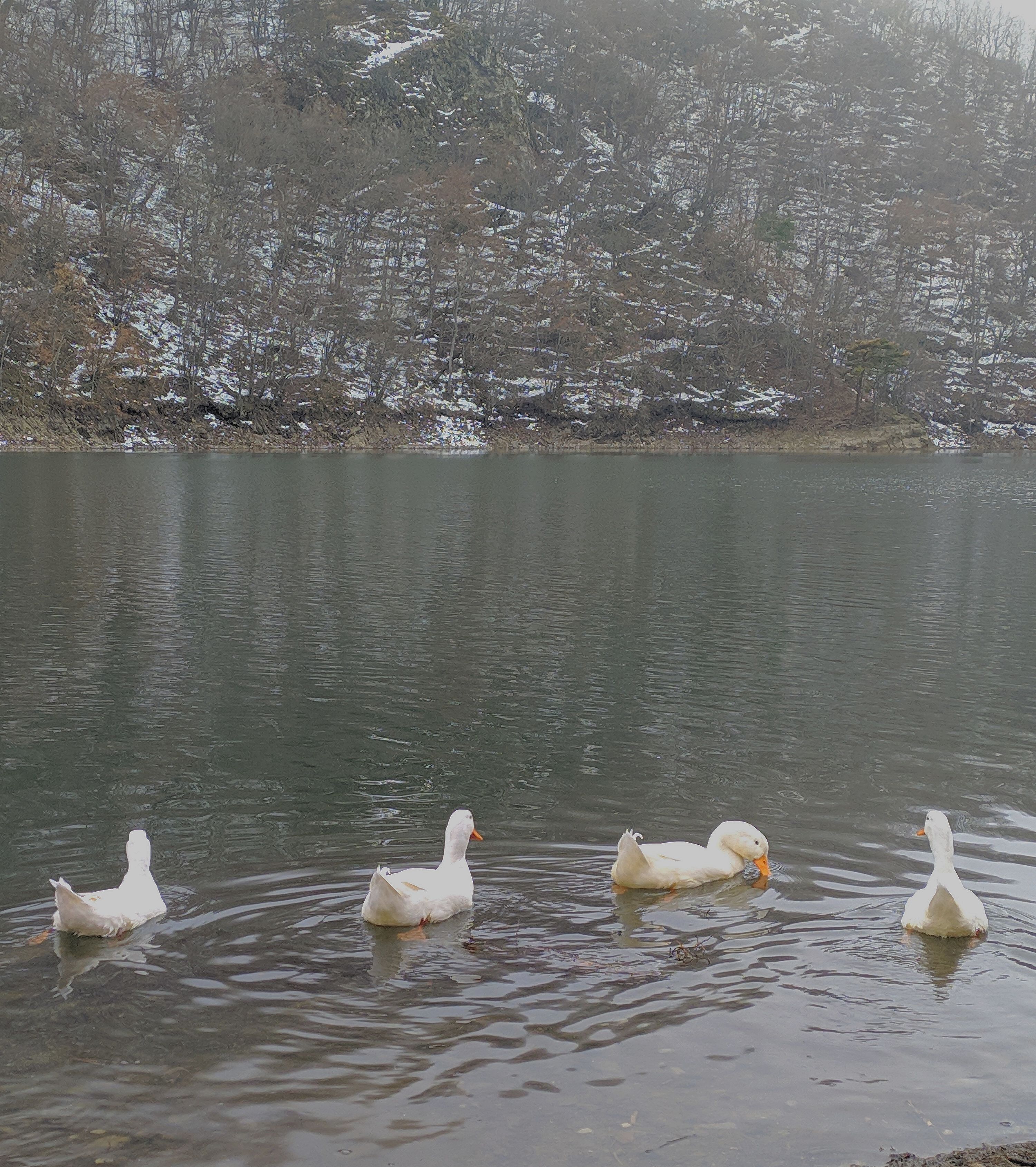 White Ducks Swimming on a Lake · Free Stock Photo
