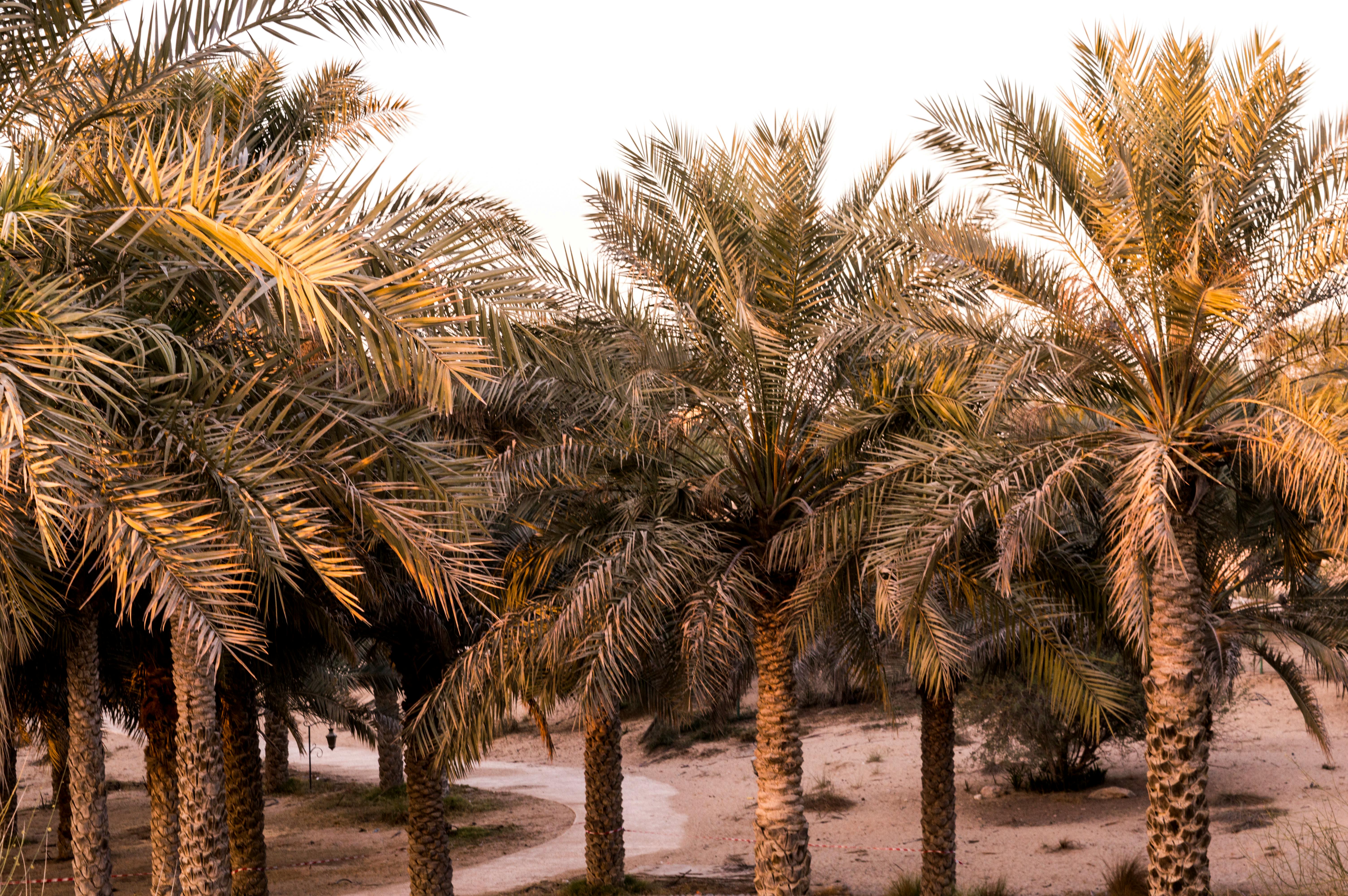 Free stock photo of 80's, dubai, palm trees