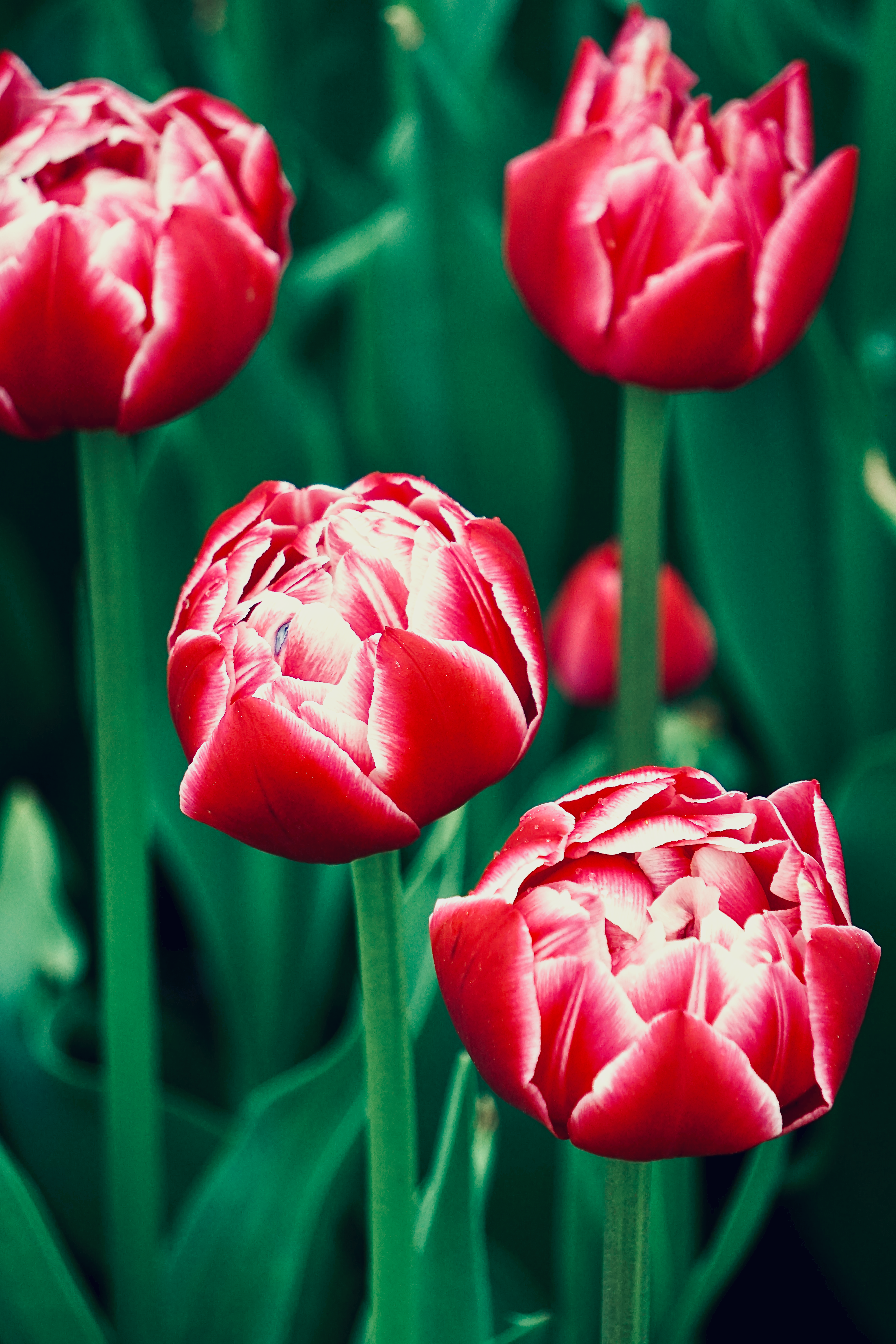 Pink Tulip Flowers in White Cup · Free Stock Photo