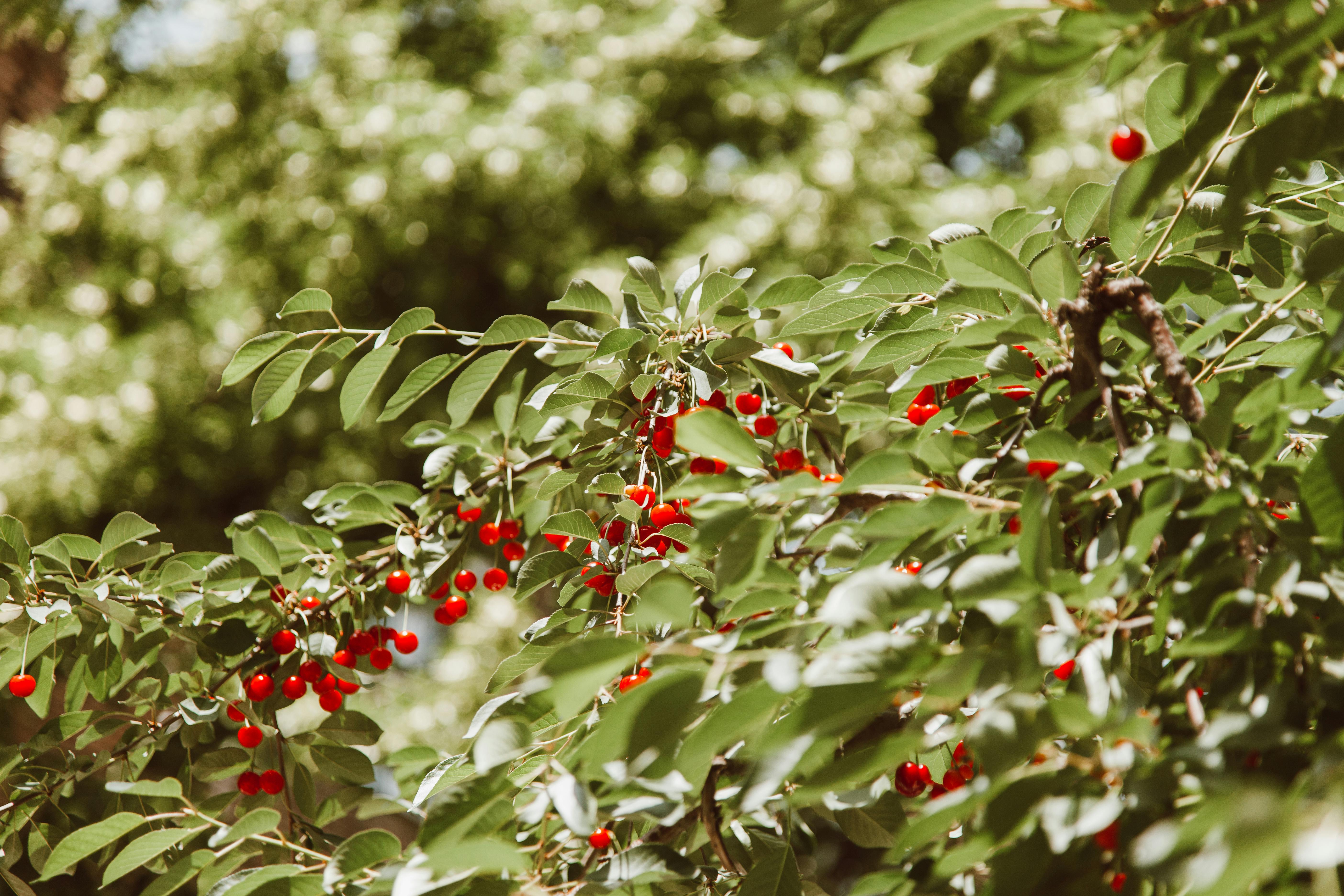 Red Round Fruits on Green Tree · Free Stock Photo