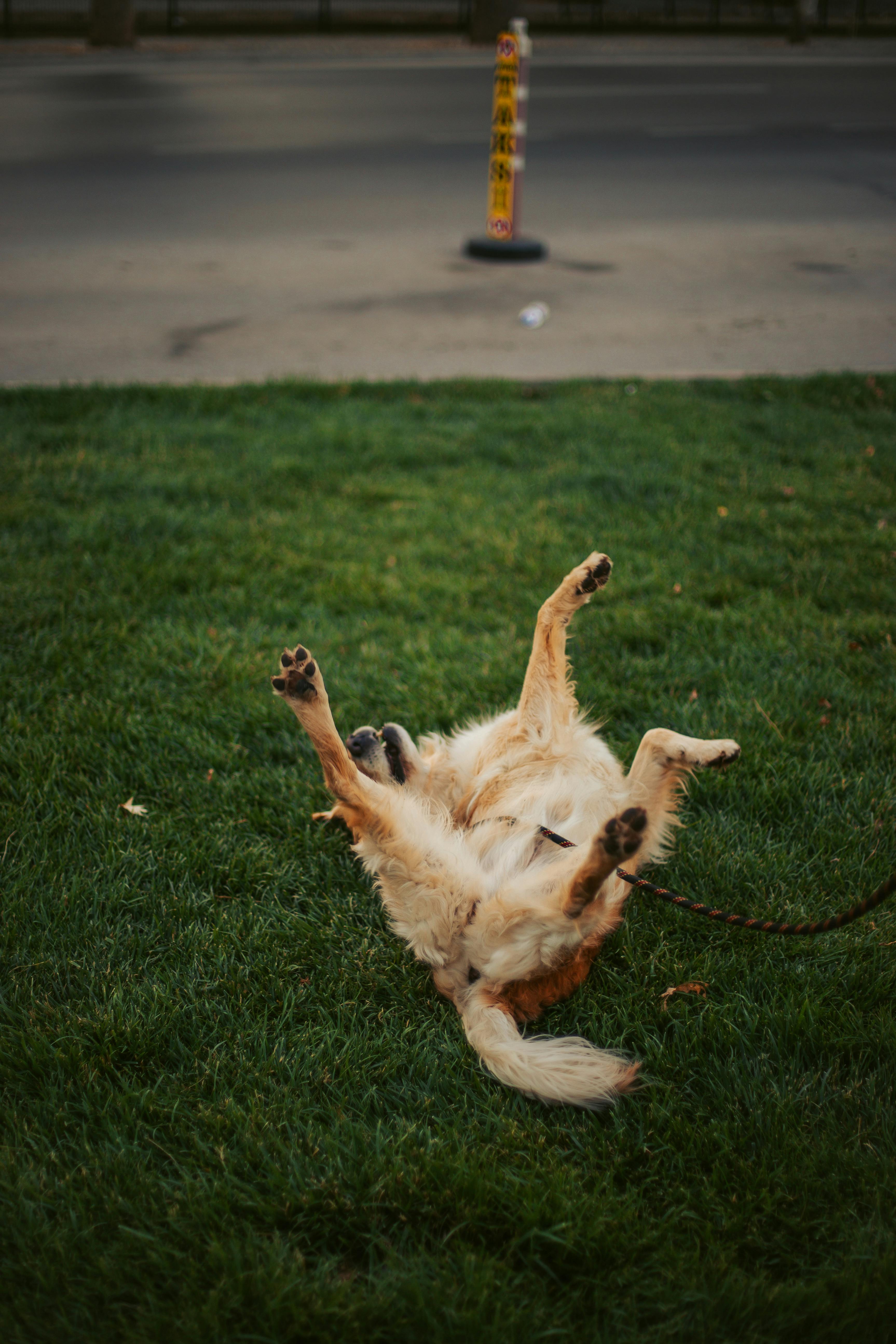 A Dog Playing on Grass · Free Stock Photo
