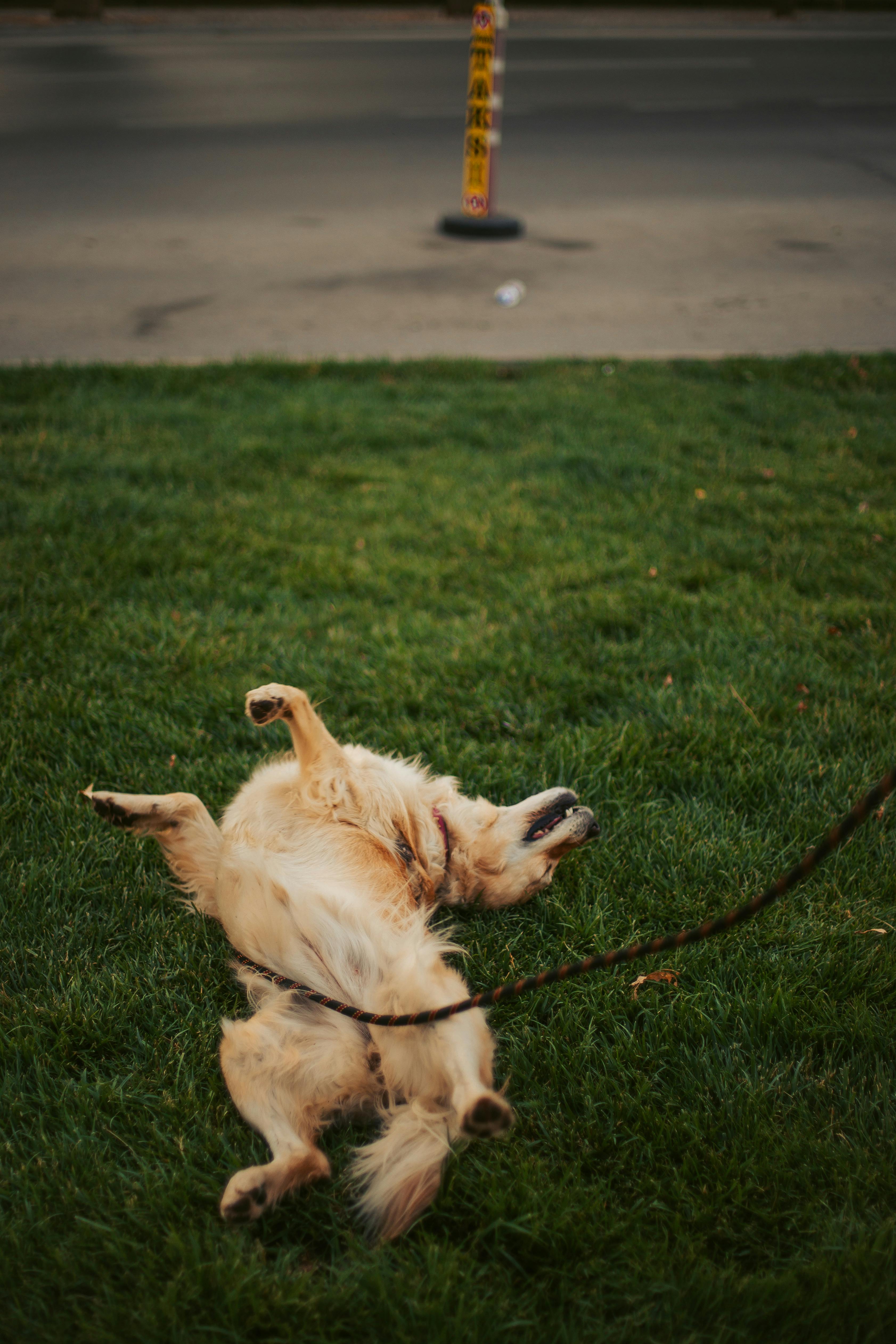 A Brown Dog Rolling on Grass · Free Stock Photo