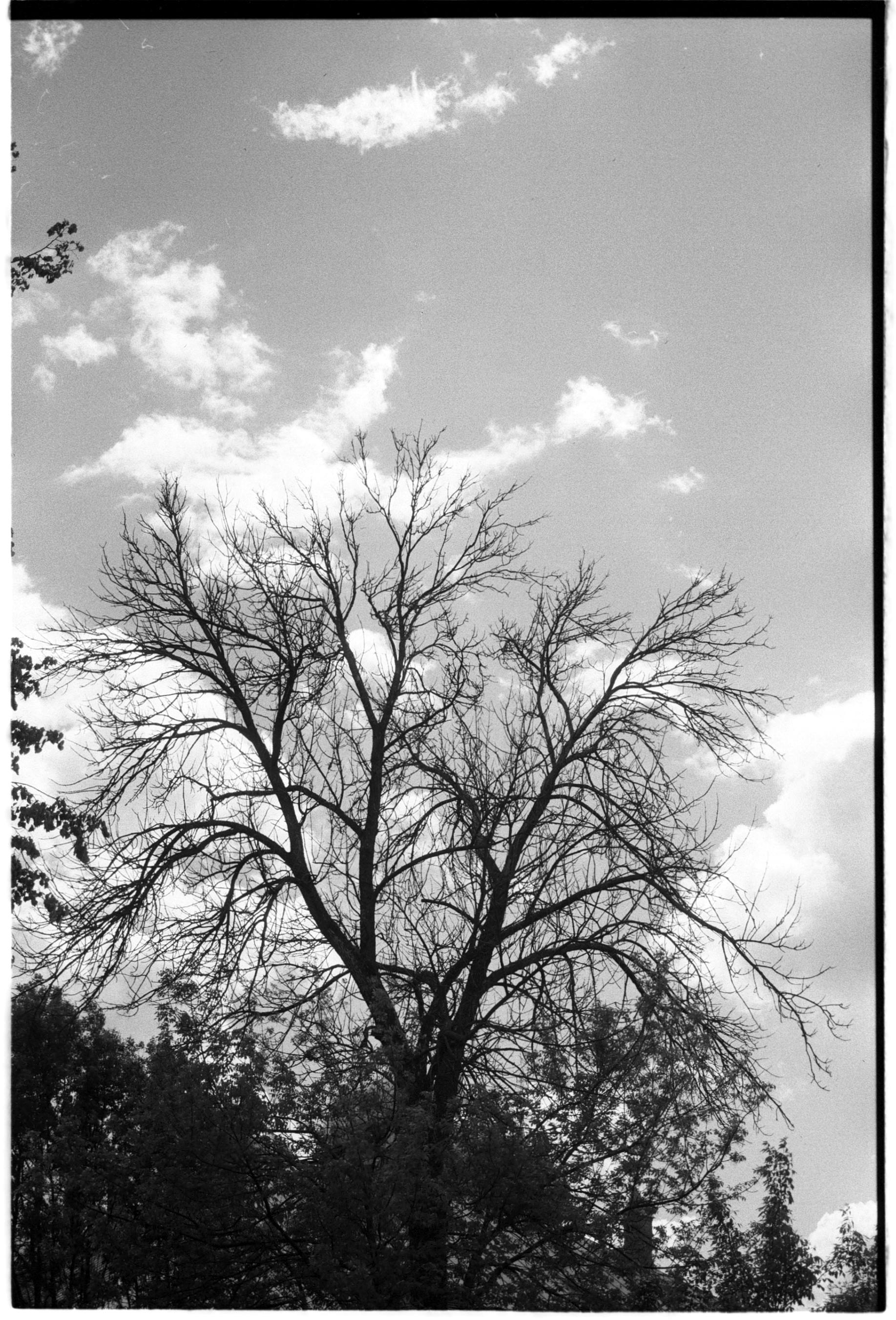 Low Angle Photography of Palm Trees · Free Stock Photo