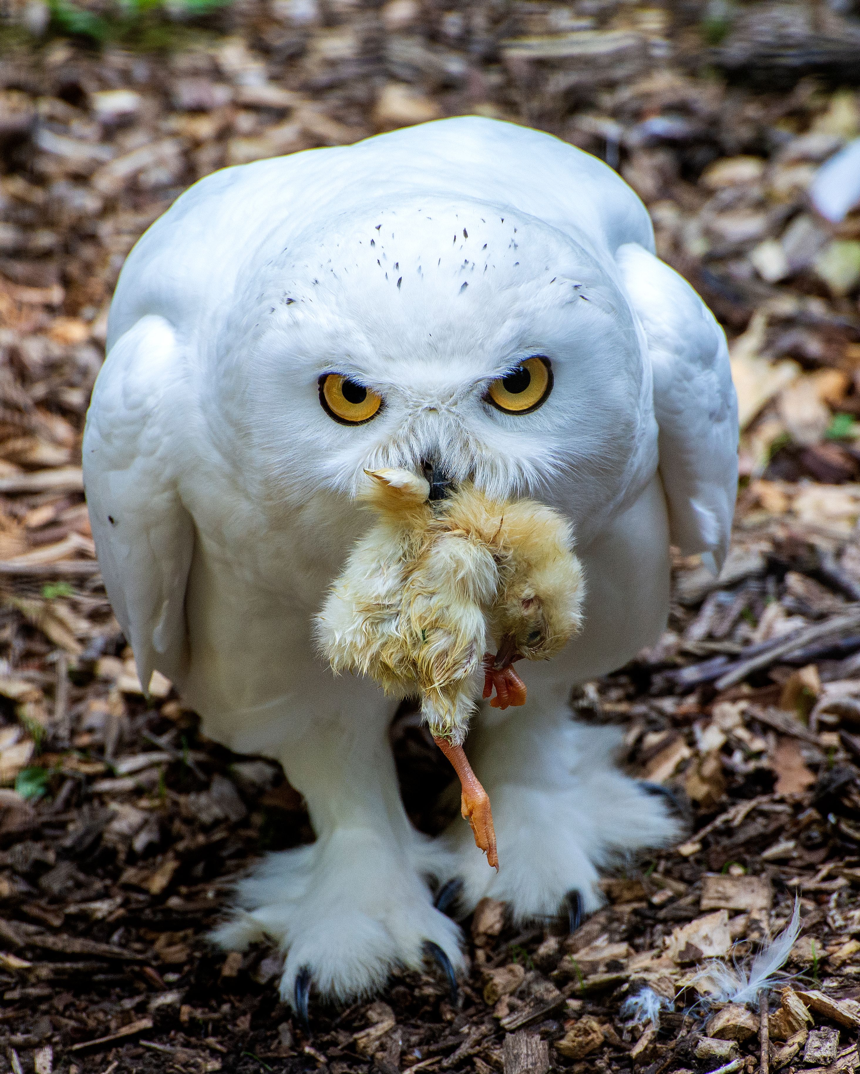 Owl and Pray · Free Stock Photo