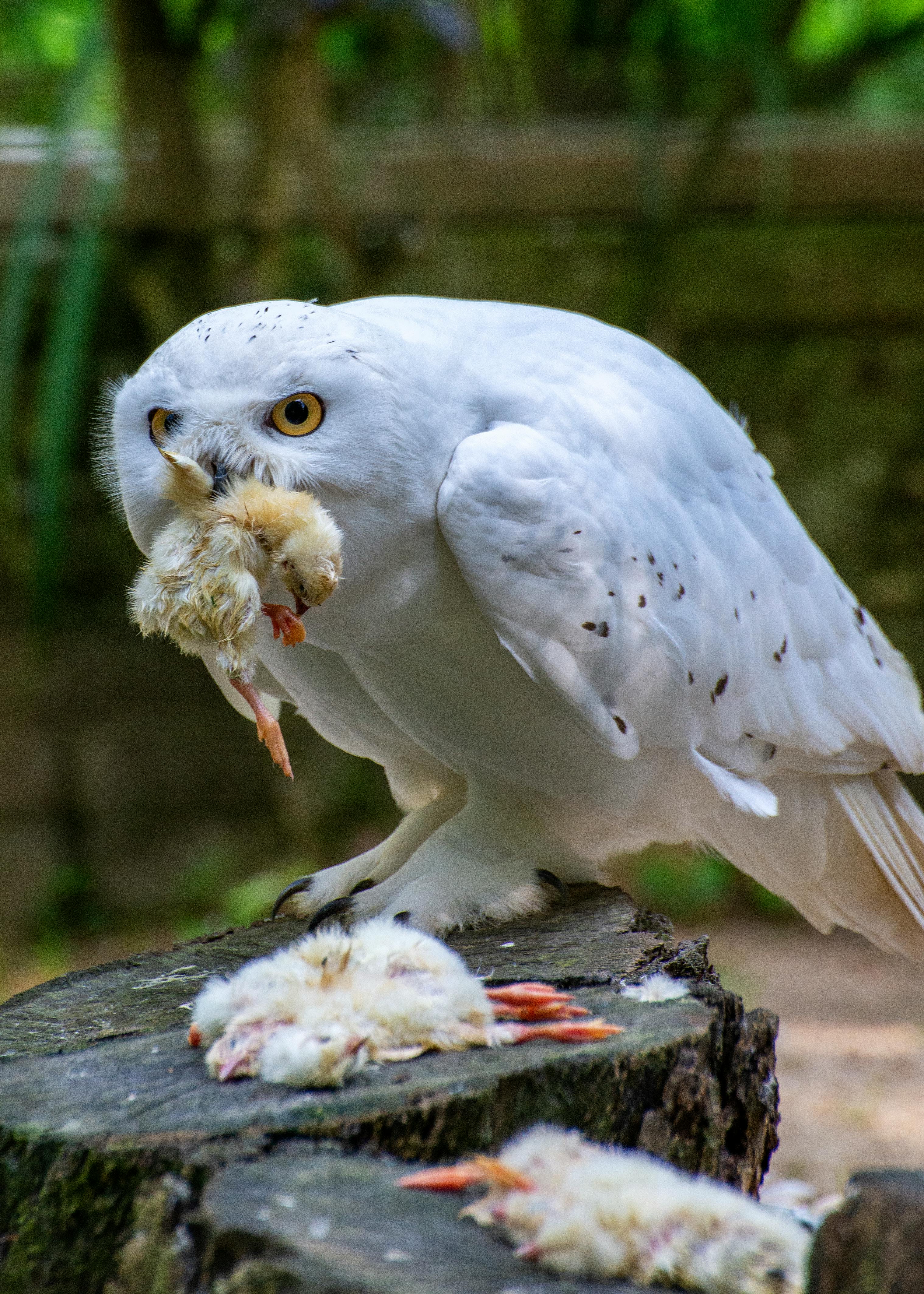 A White Owl Eating a Chic · Free Stock Photo