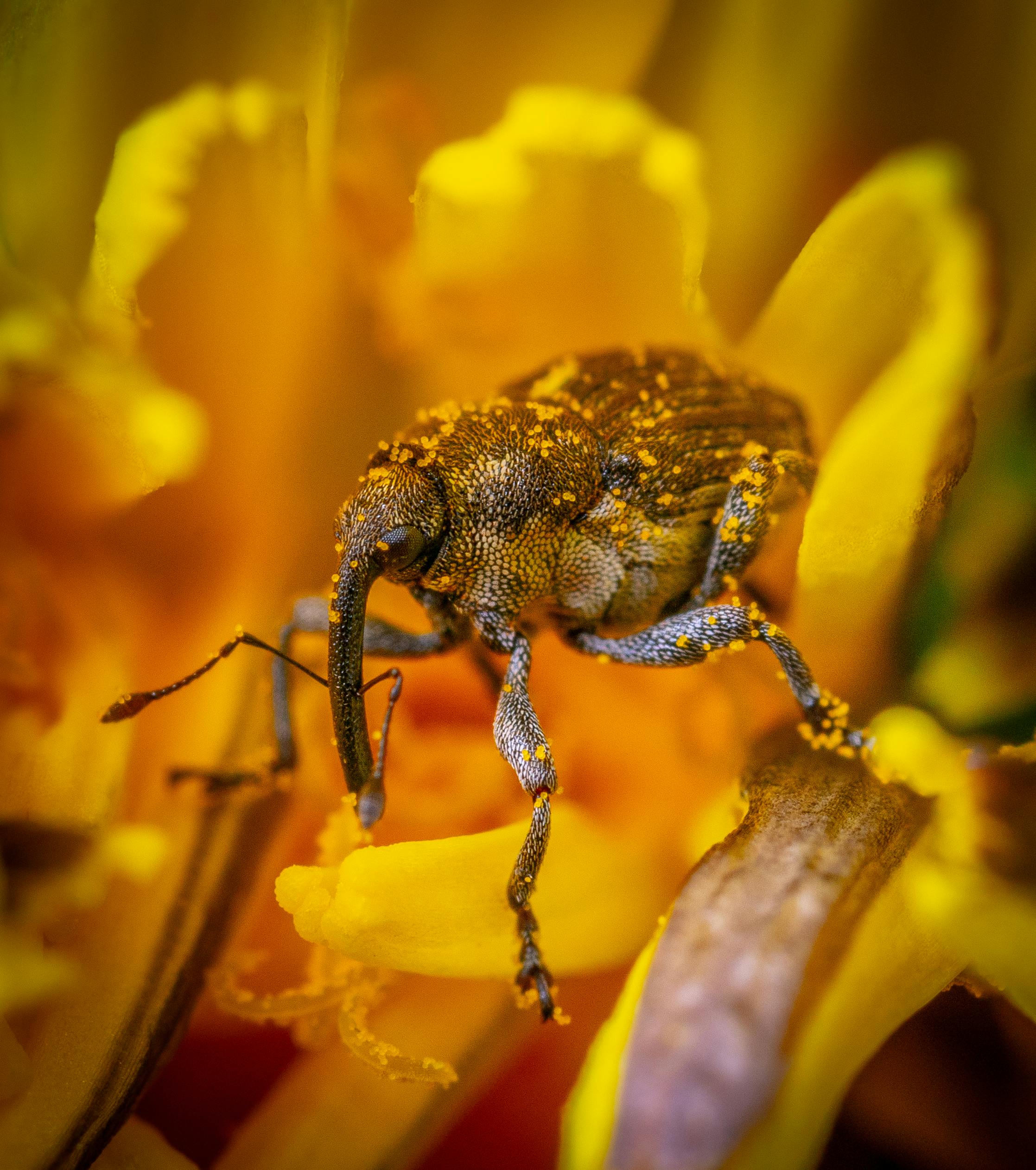 Close up of Beetle · Free Stock Photo