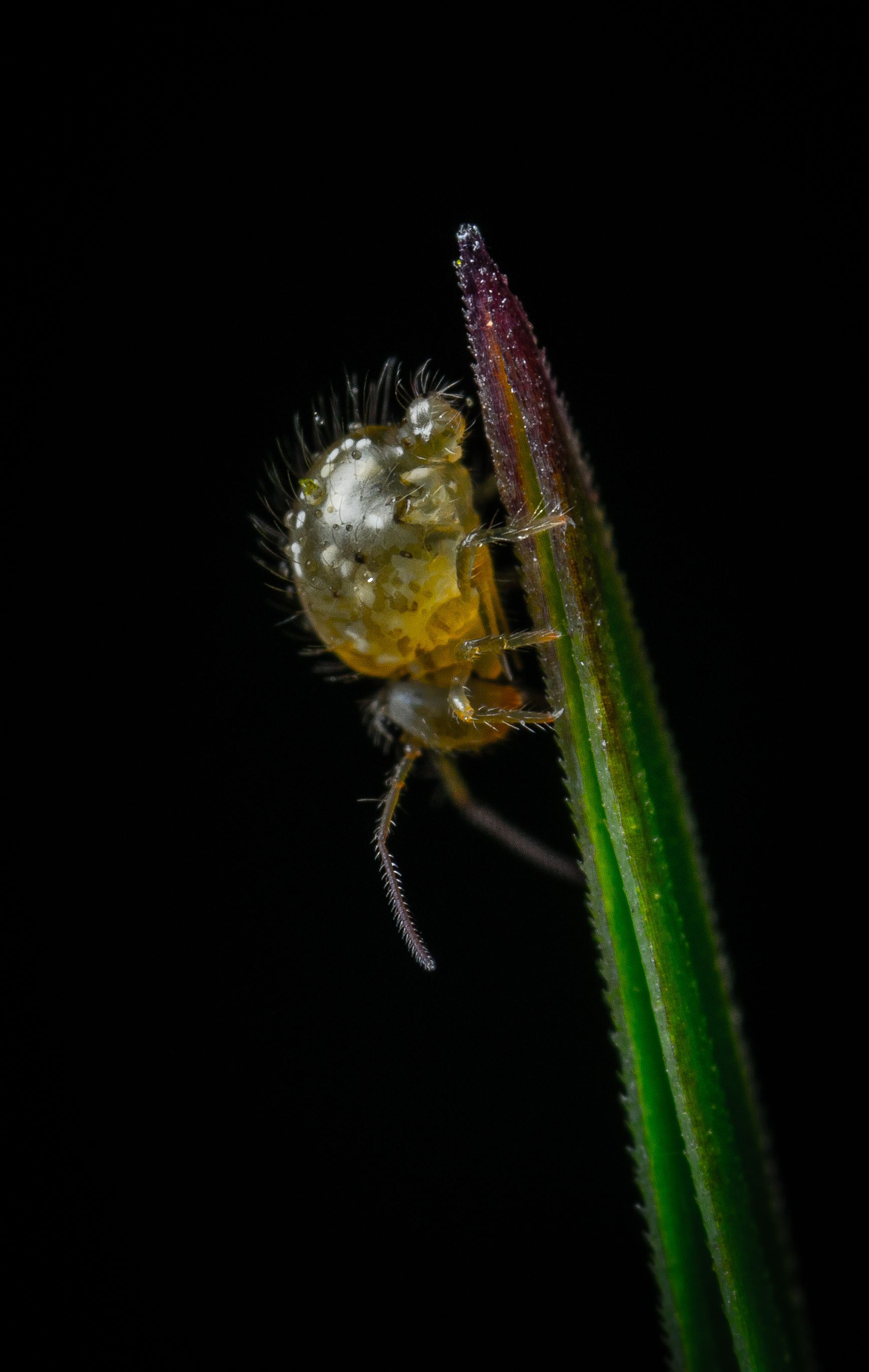 Globular Springtail Photos, Download The BEST Free Globular Springtail ...