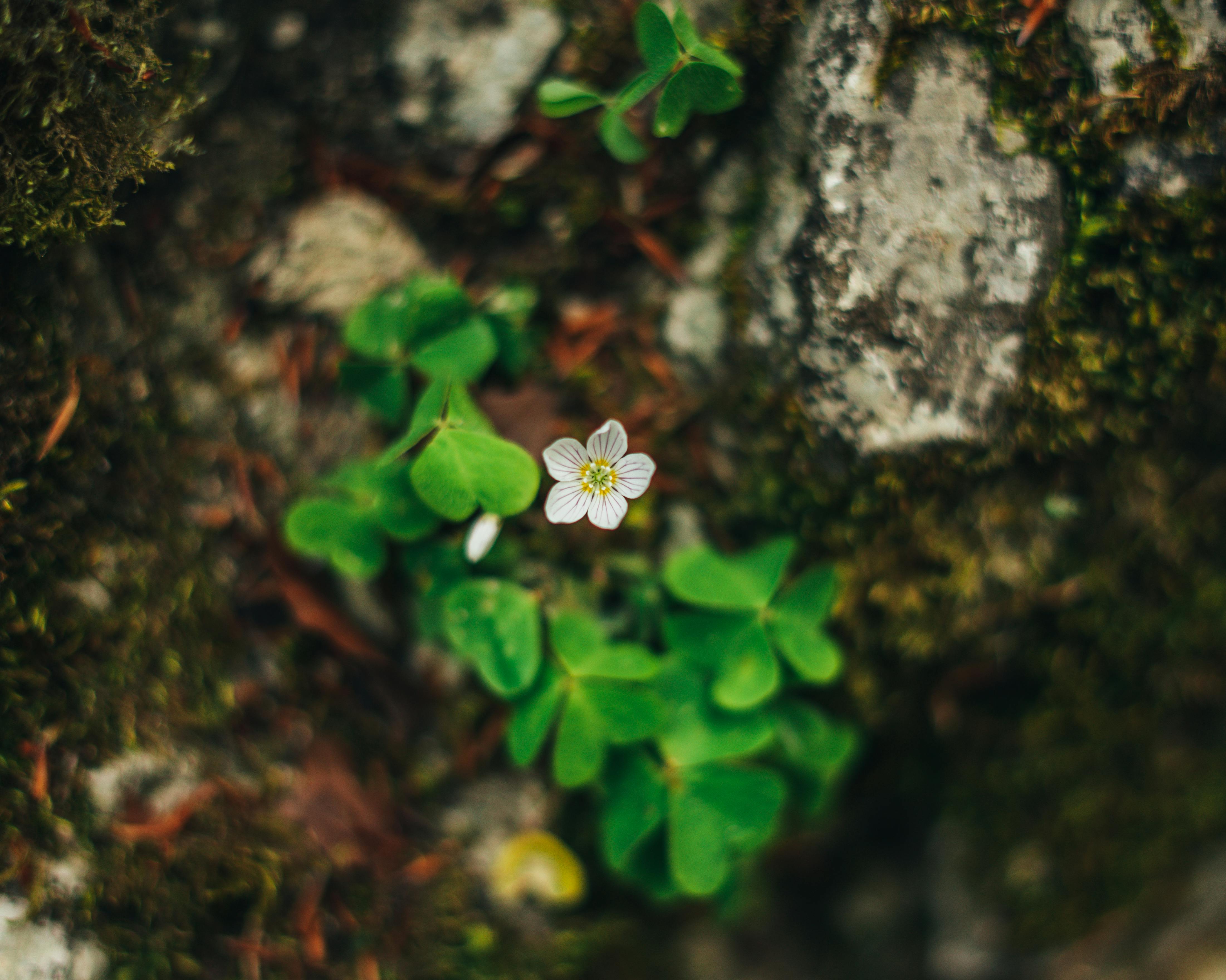 Top View of a White Wildflower on Rocks · Free Stock Photo