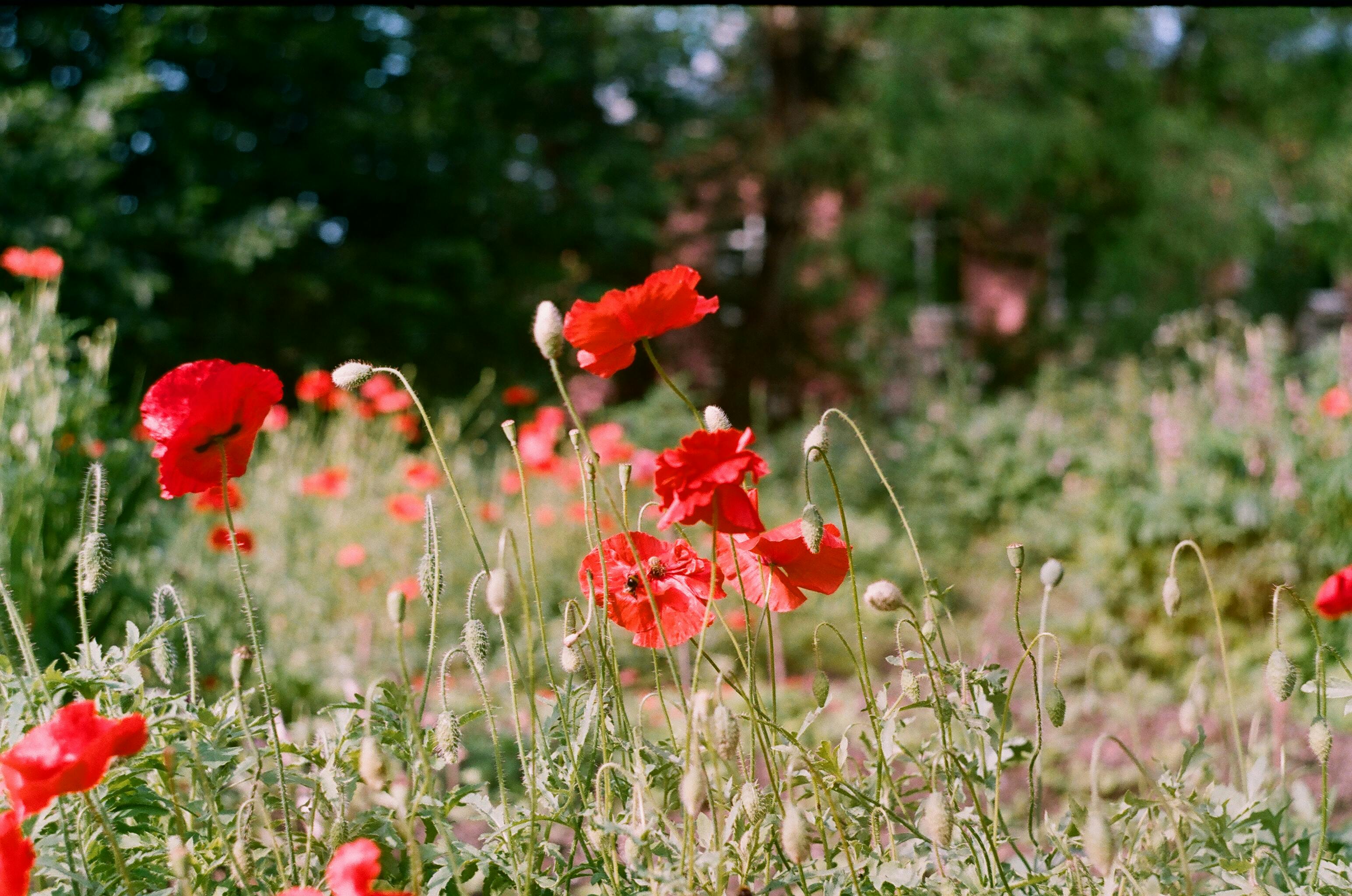 Red Flowering Poppy · Free Stock Photo