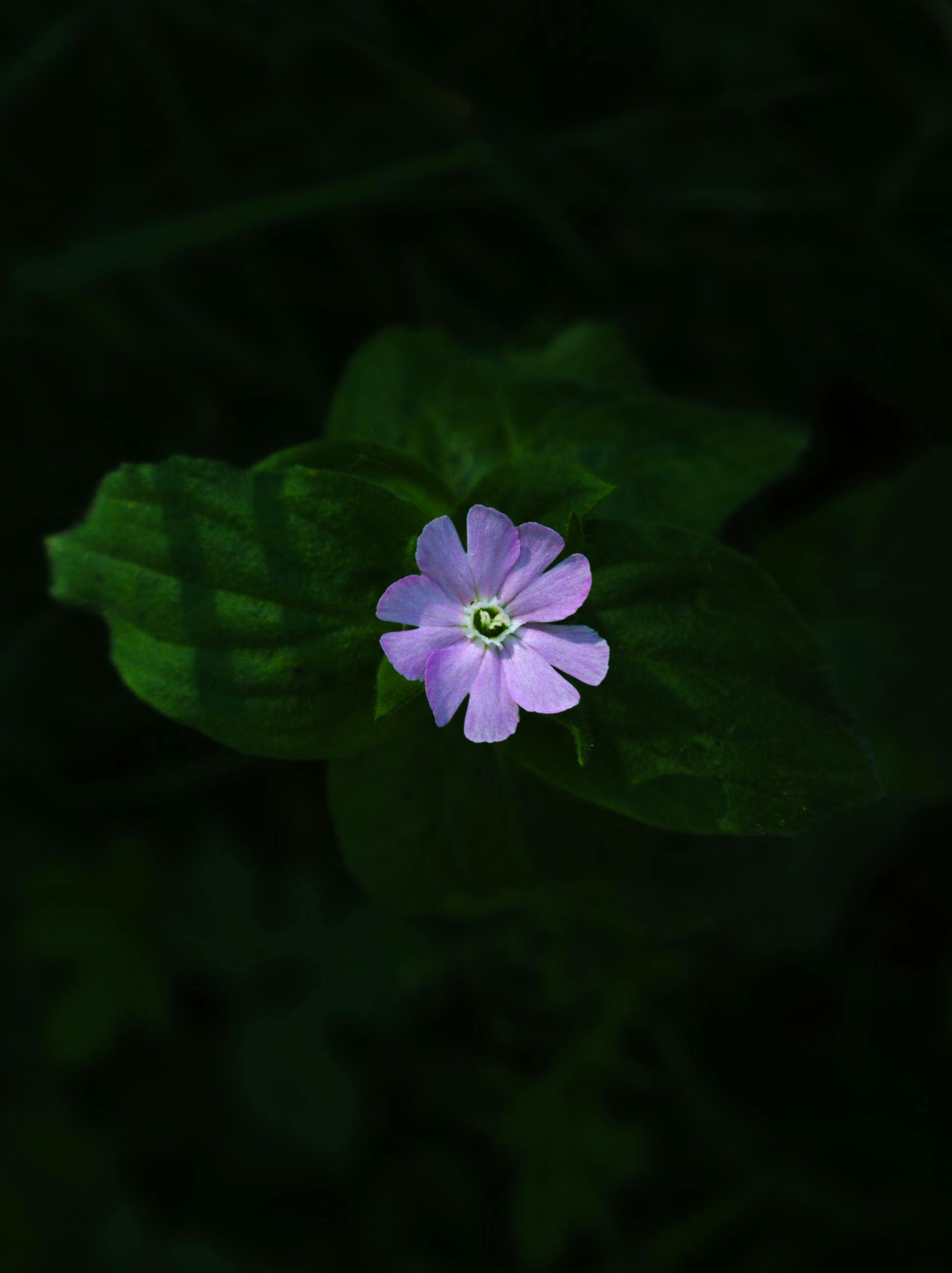 Catchfly Photos, Download The BEST Free Catchfly Stock Photos & HD Images